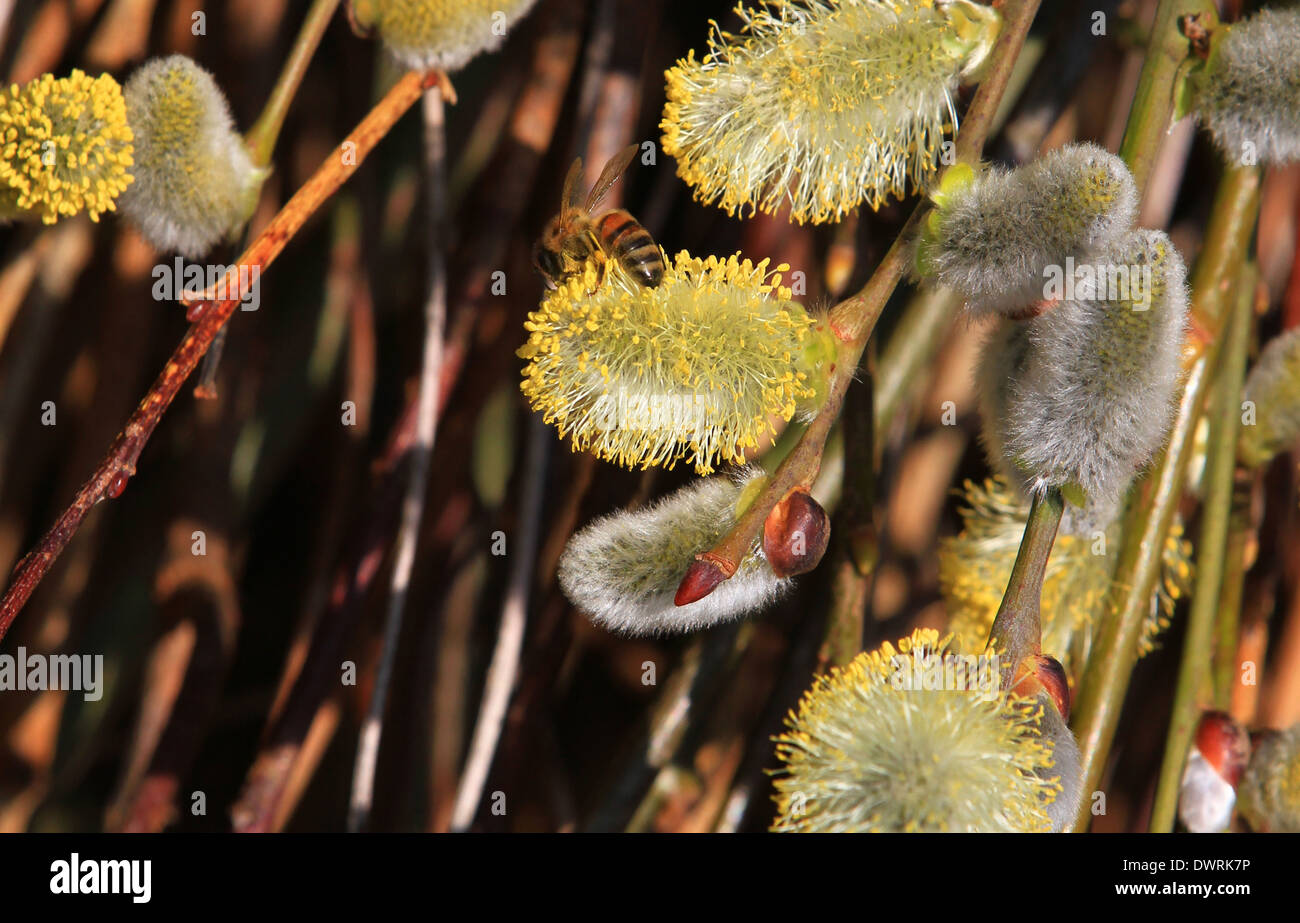 Notlage der biene -Fotos und -Bildmaterial in hoher Auflösung – Alamy