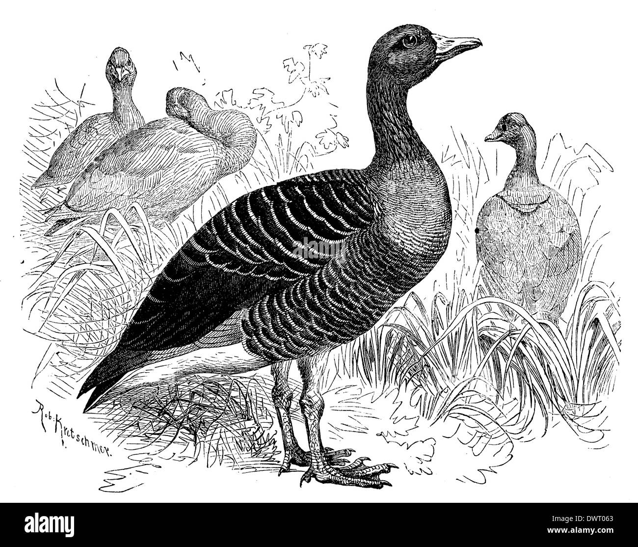 Wild und illustrationen -Fotos und -Bildmaterial in hoher Auflösung – Alamy