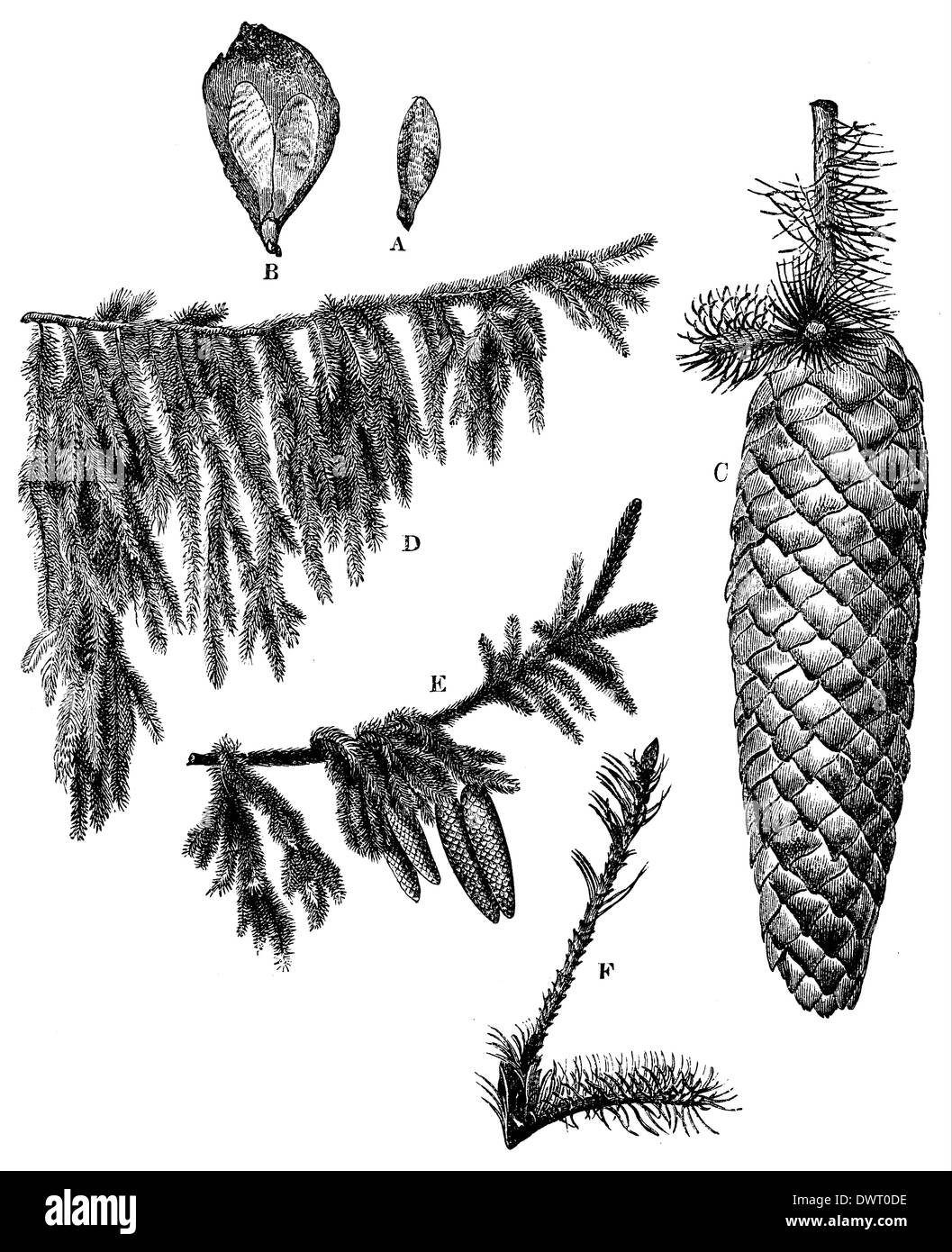 Fichte linie -Fotos und -Bildmaterial in hoher Auflösung – Alamy