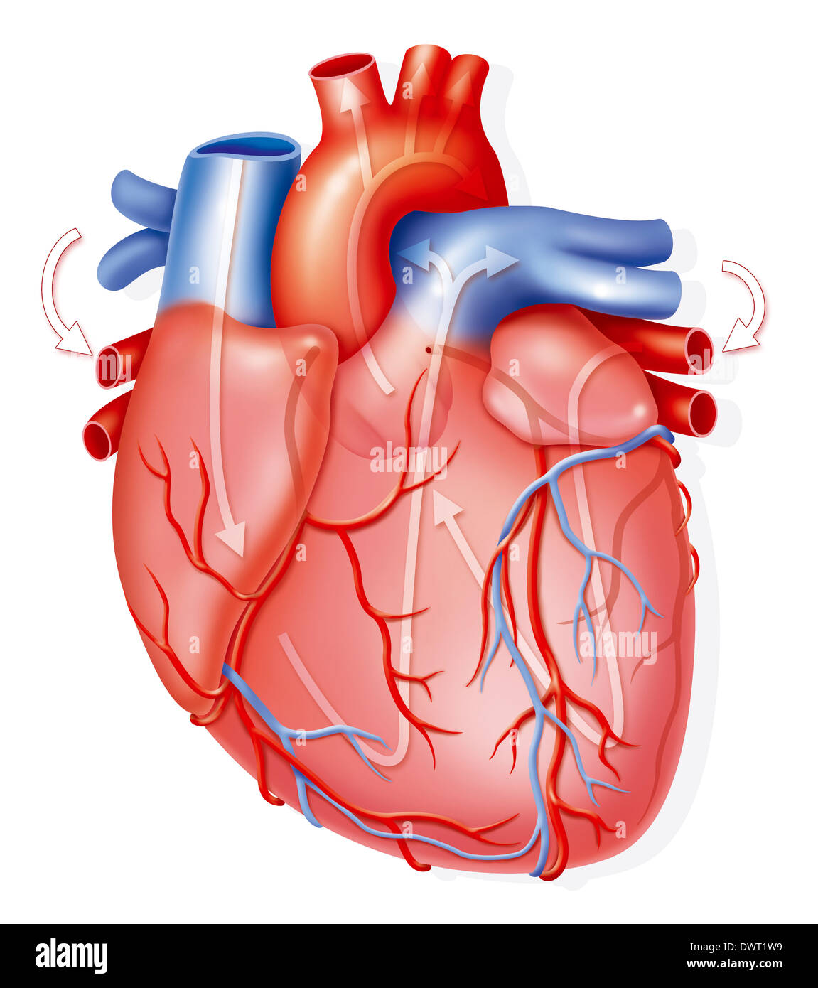 Abbildung der anatomie des aortabogens -Fotos und -Bildmaterial in ...