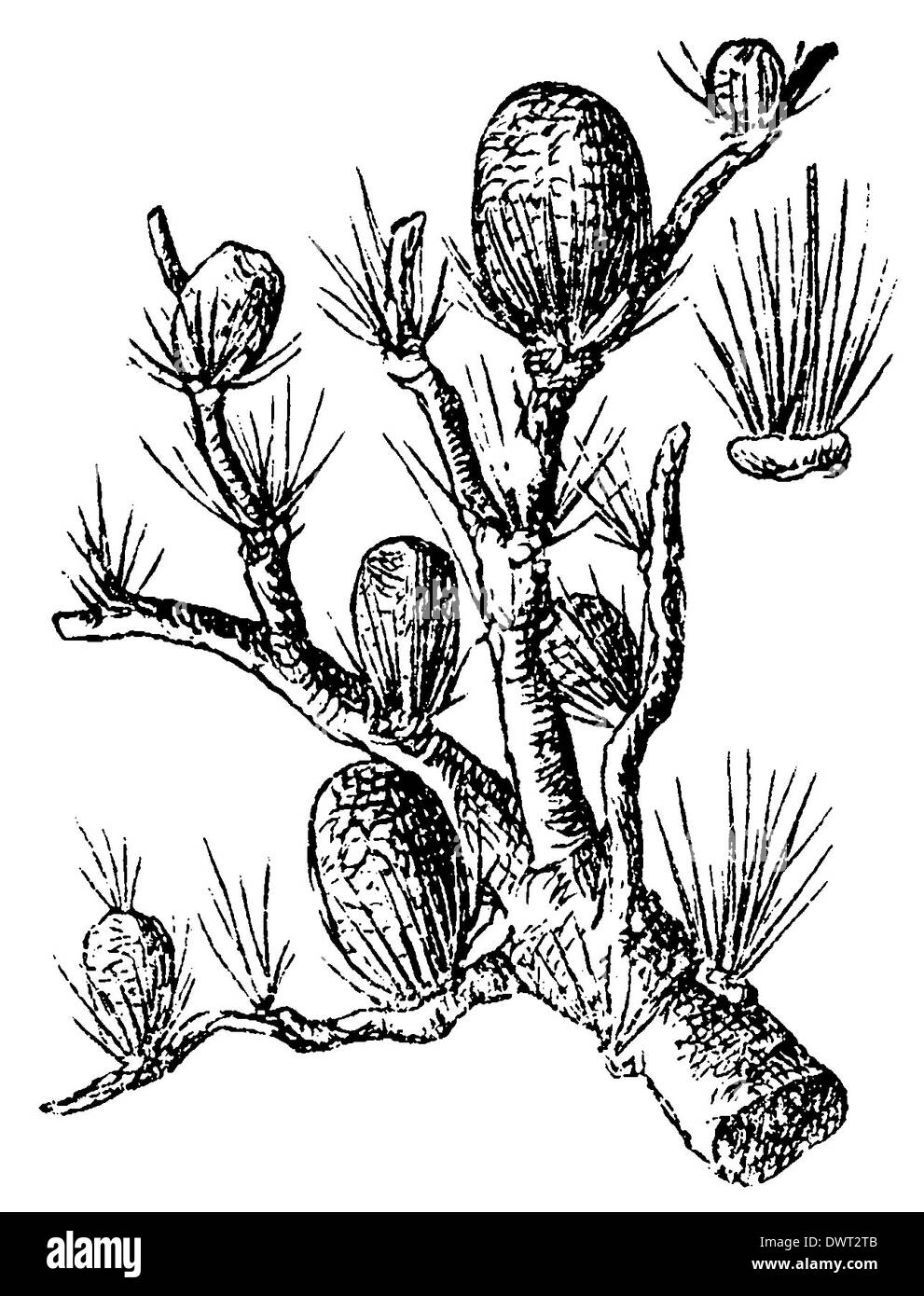 Gealterte zeder -Fotos und -Bildmaterial in hoher Auflösung – Alamy