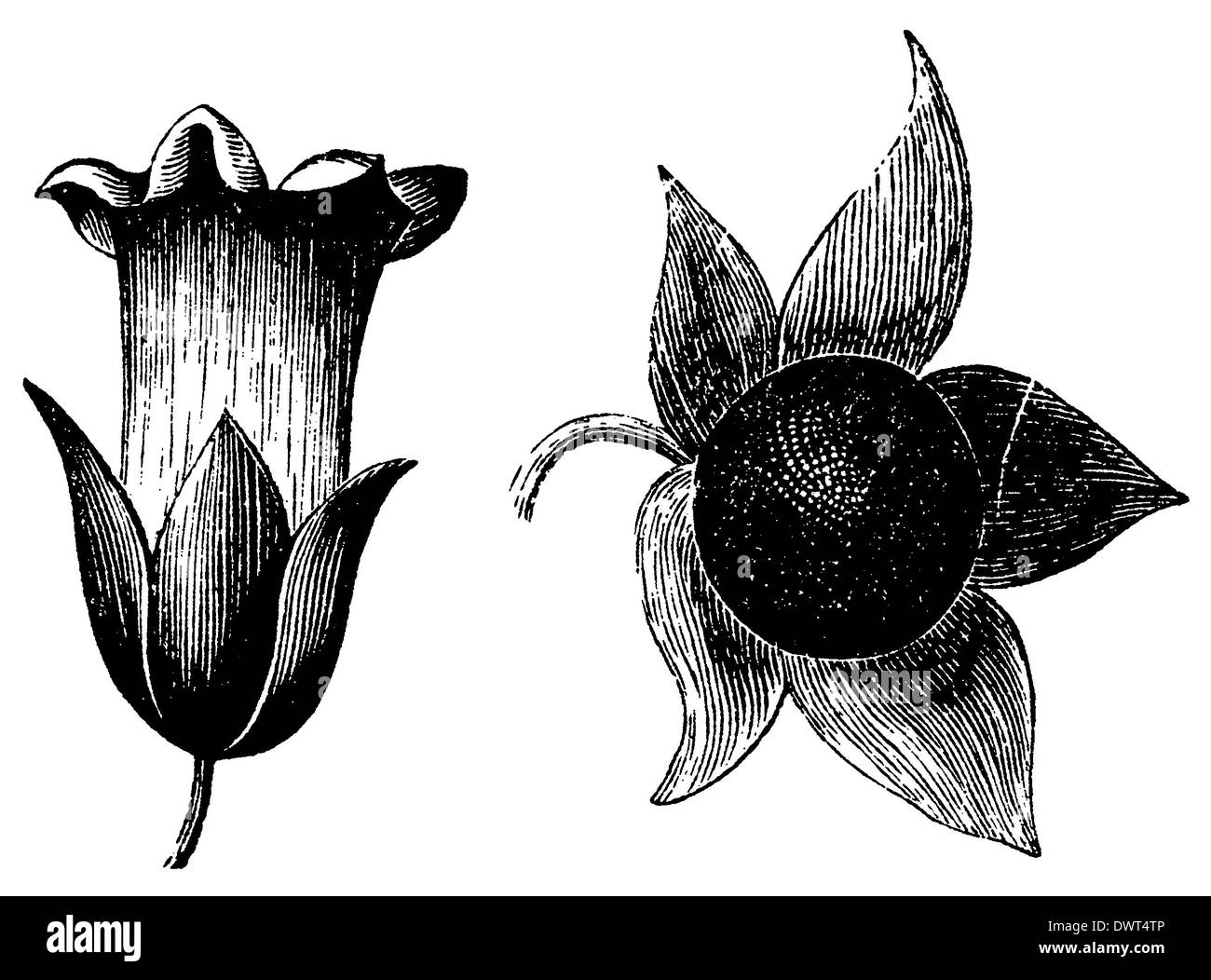 Atropa belladonna botanische illustration -Fotos und -Bildmaterial in ...