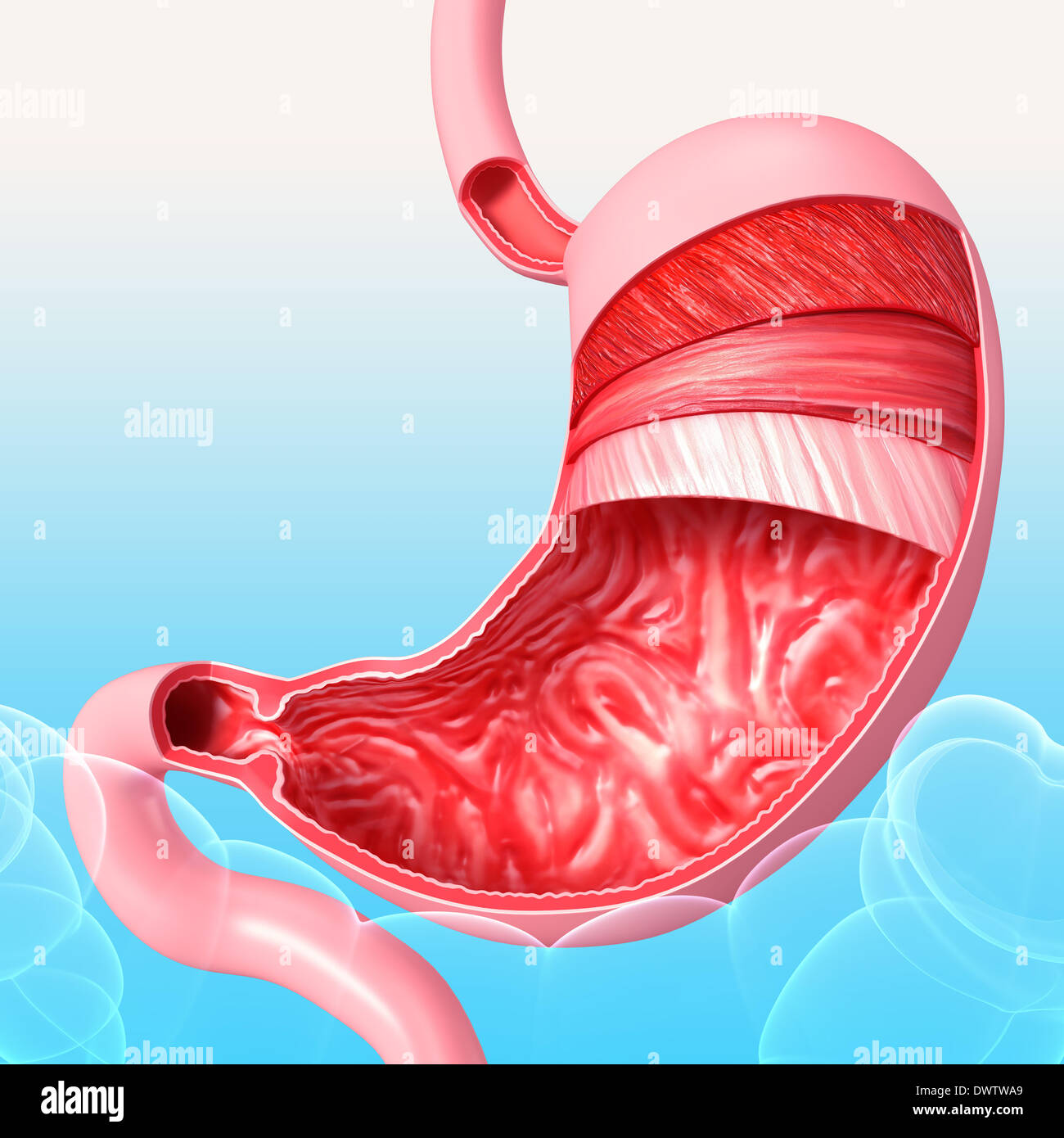 Stomach drawing -Fotos und -Bildmaterial in hoher Auflösung – Alamy