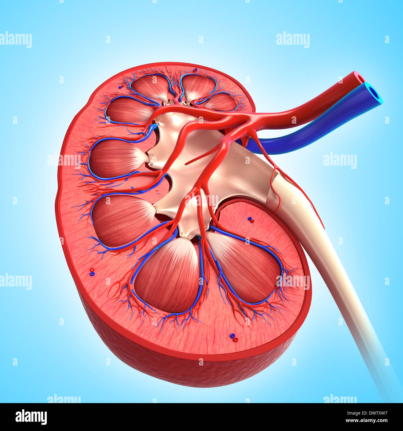 Kidney glomerulus anatomy -Fotos und -Bildmaterial in hoher Auflösung ...