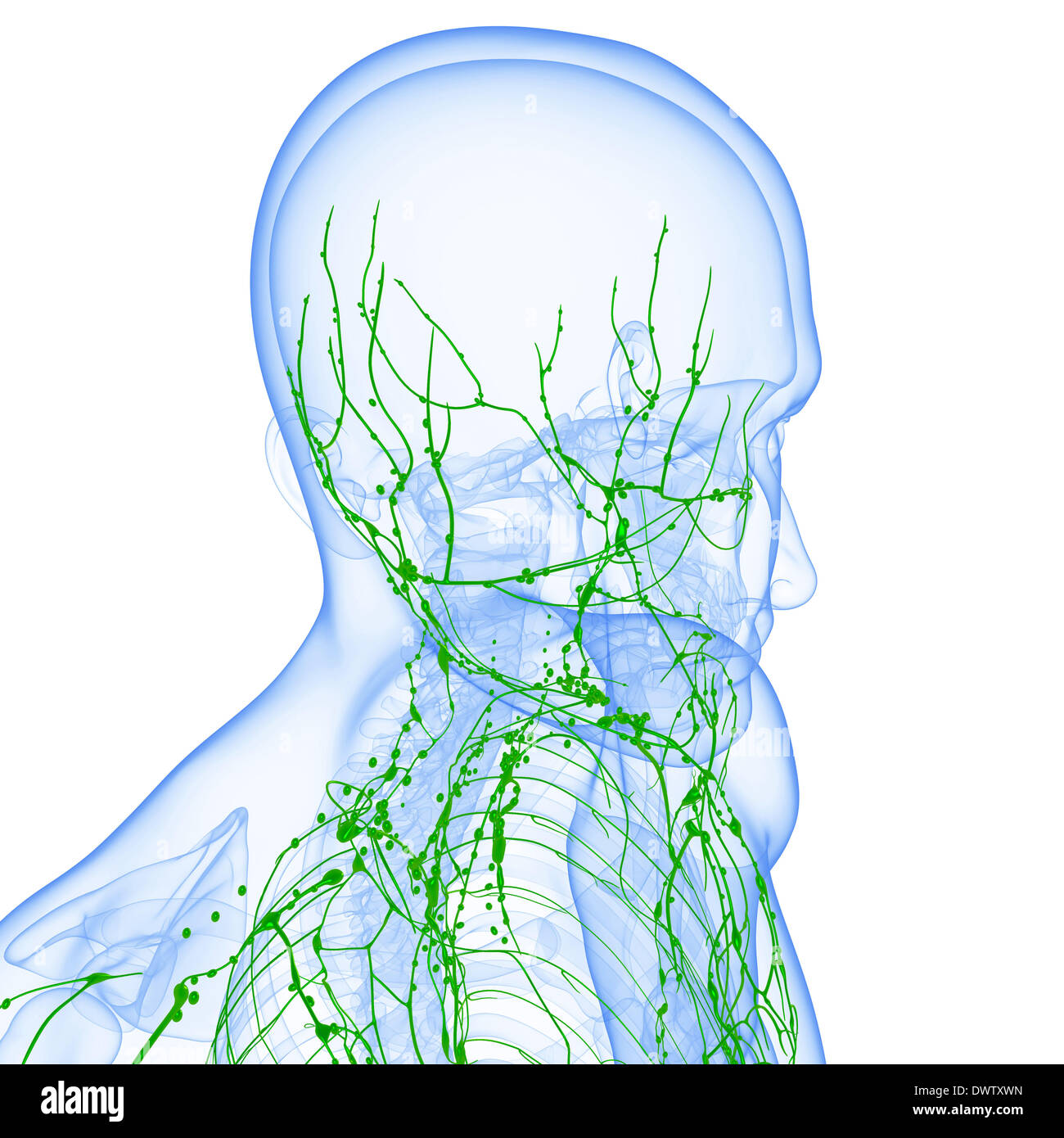 Lymphatic system of the neck and head -Fotos und -Bildmaterial in hoher ...