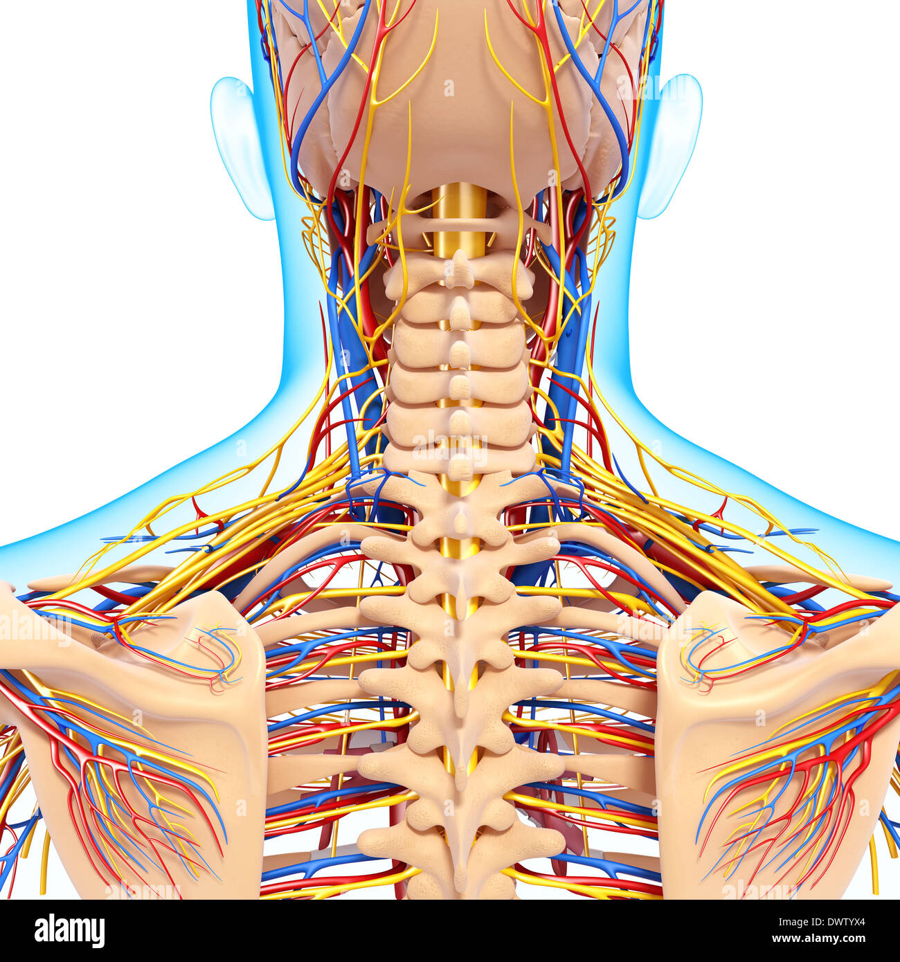 Zeichnung anatomie nacken nacken der -Fotos und -Bildmaterial in hoher ...