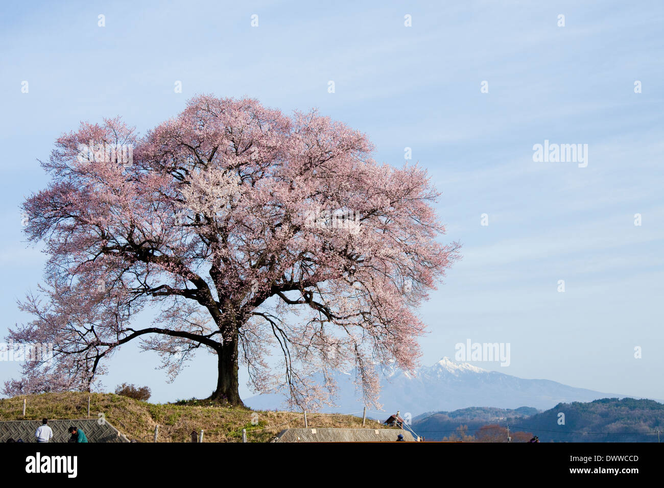 Kirschbaum von japan -Fotos und -Bildmaterial in hoher Auflösung – Alamy