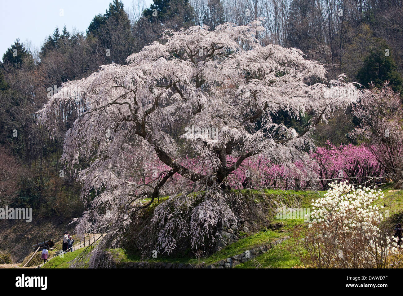 Japan cherry blossom -Fotos und -Bildmaterial in hoher Auflösung – Alamy