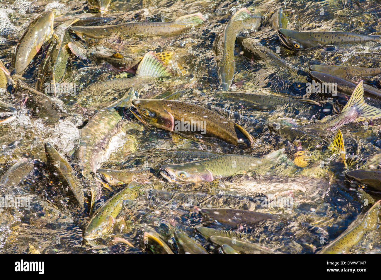 Beim laichen -Fotos und -Bildmaterial in hoher Auflösung – Alamy