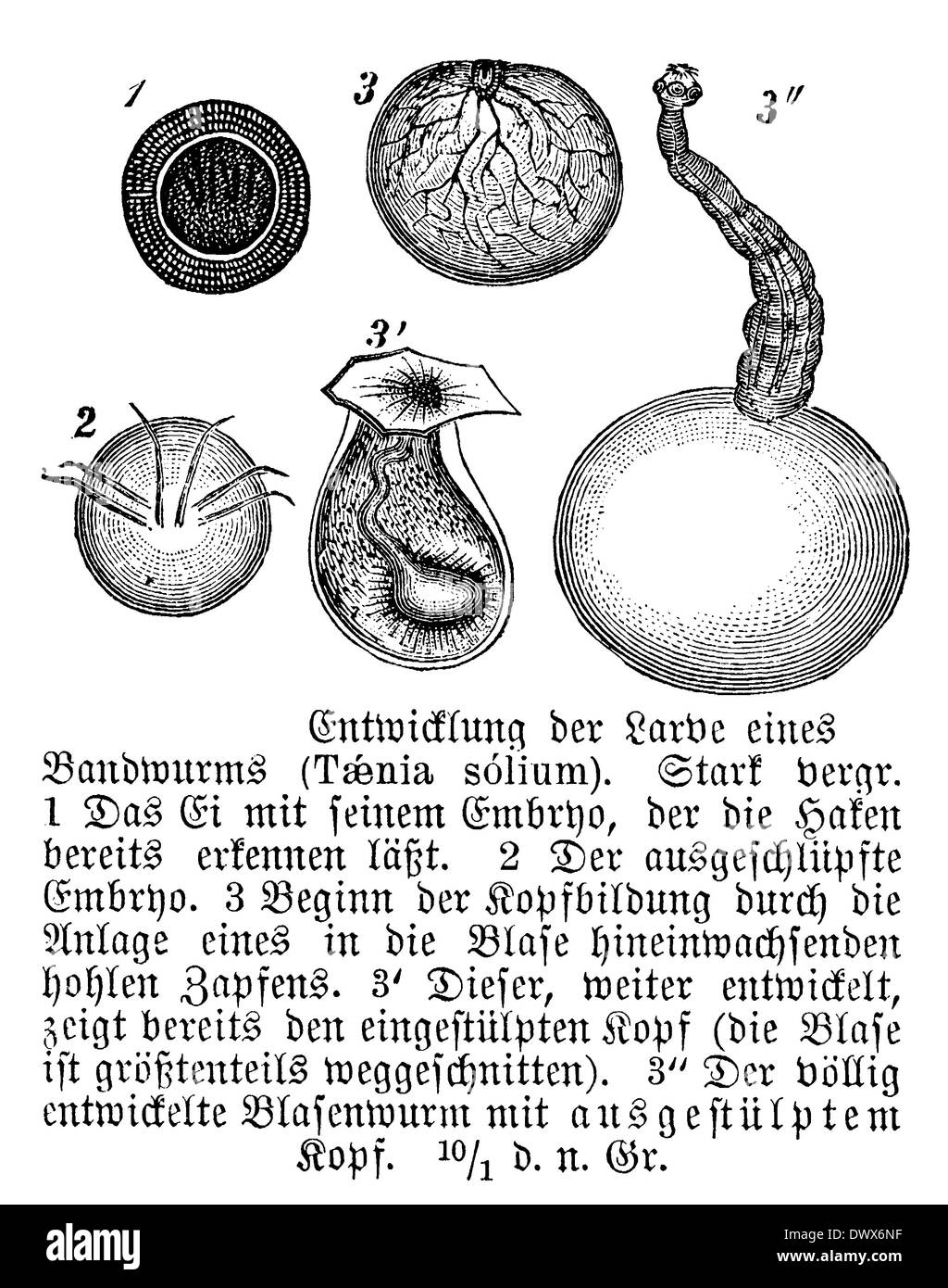 Bandwurm larve -Fotos und -Bildmaterial in hoher Auflösung – Alamy