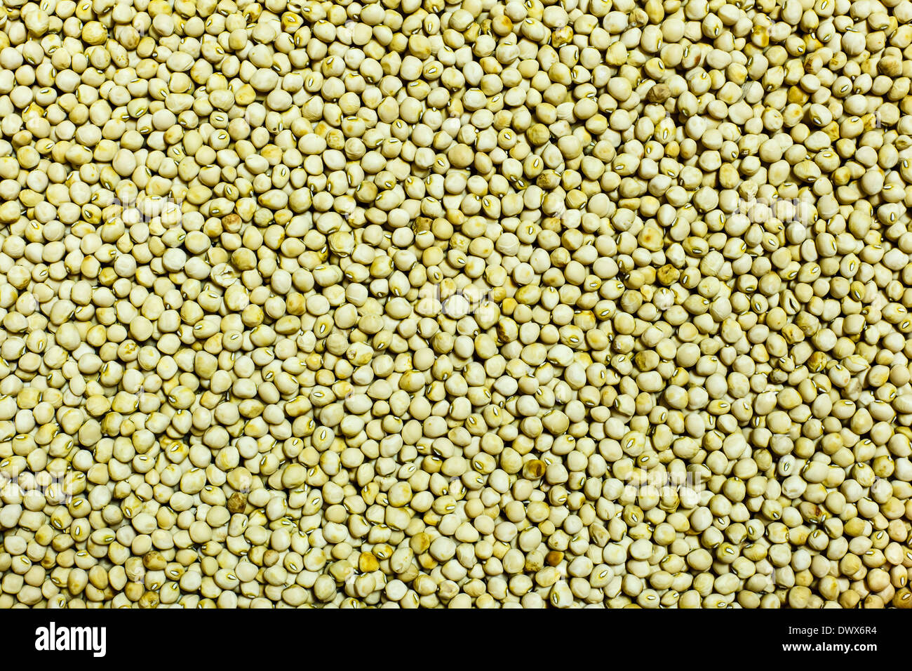 Peas field -Fotos und -Bildmaterial in hoher Auflösung – Alamy