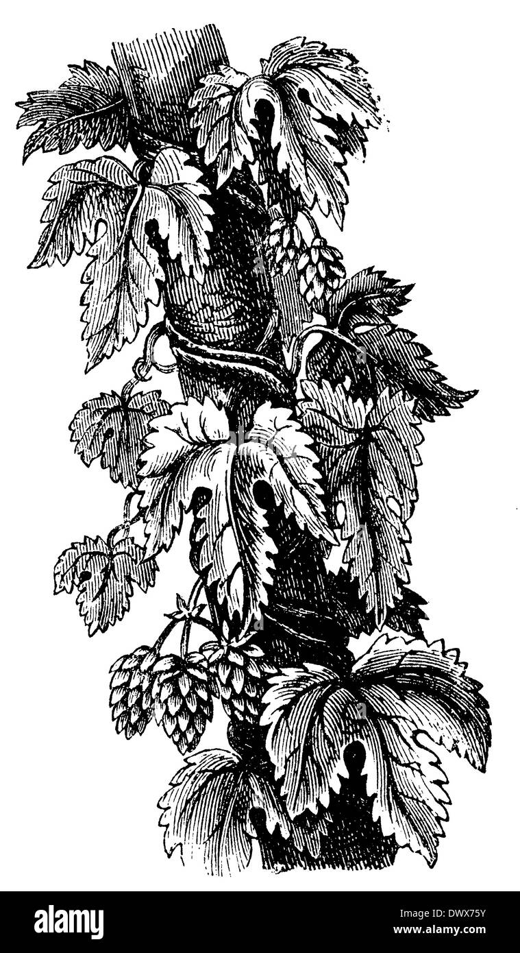 Hopfen botanische illustration -Fotos und -Bildmaterial in hoher ...