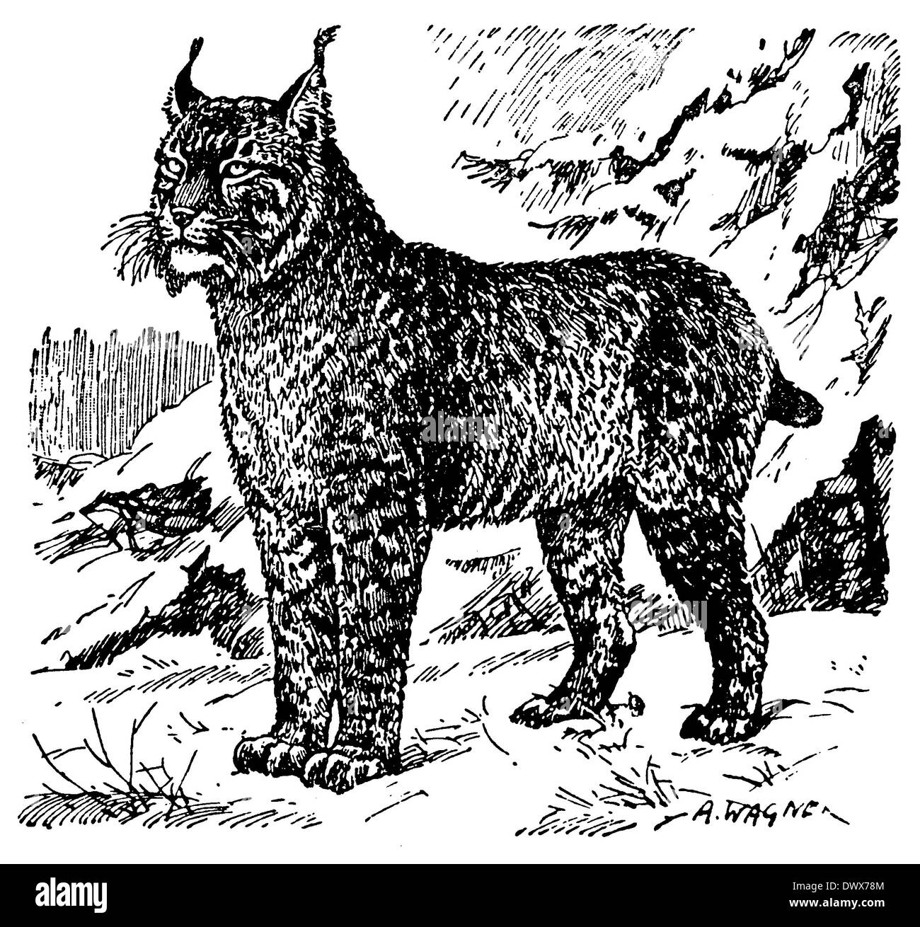 Luchs zeichnung -Fotos und -Bildmaterial in hoher Auflösung – Alamy