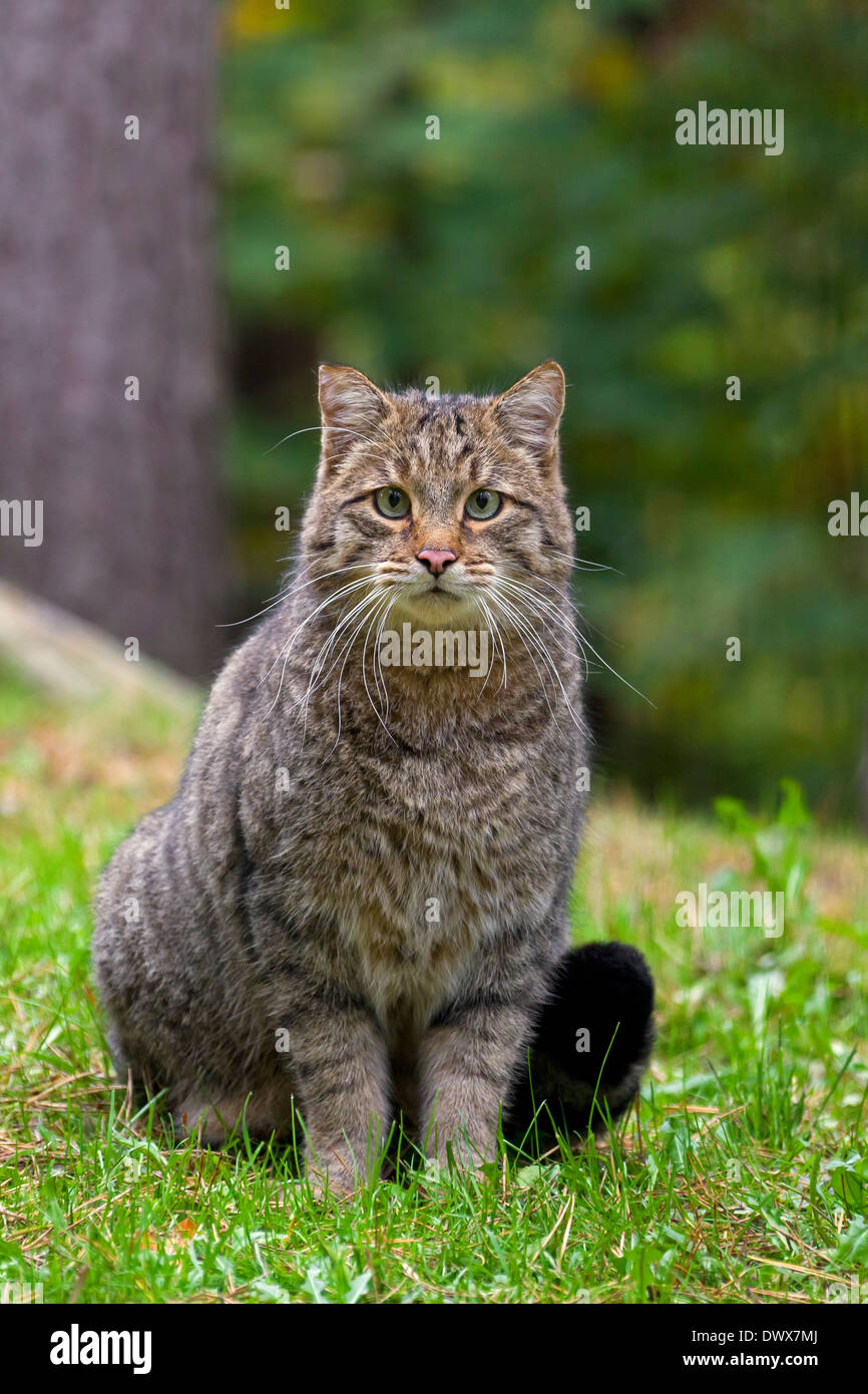 Europäische Wildkatze (Felis Silvestris Silvestris) sitzen im Wald ...