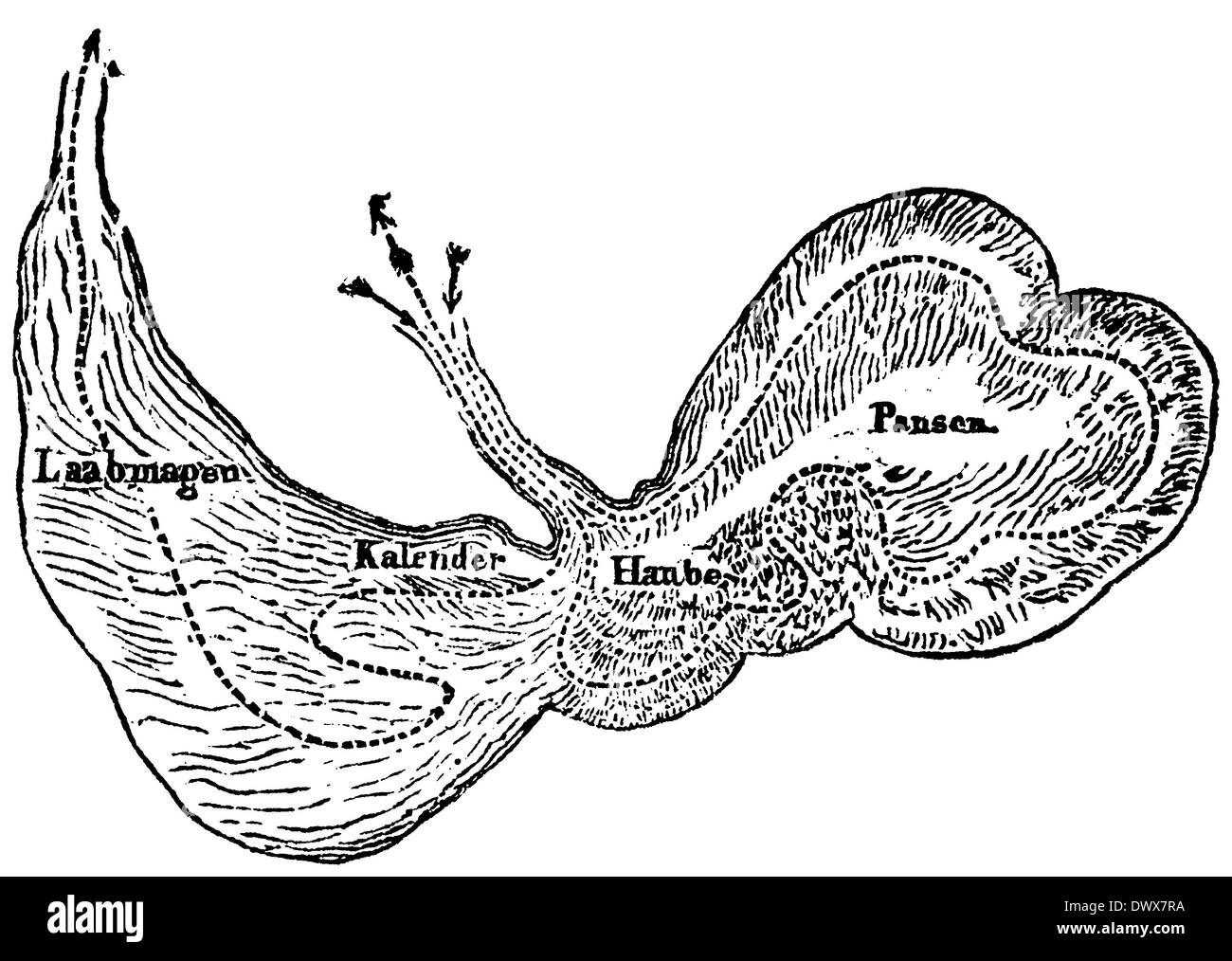 Ruminant Stomach Stockfotos und -bilder Kaufen - Alamy