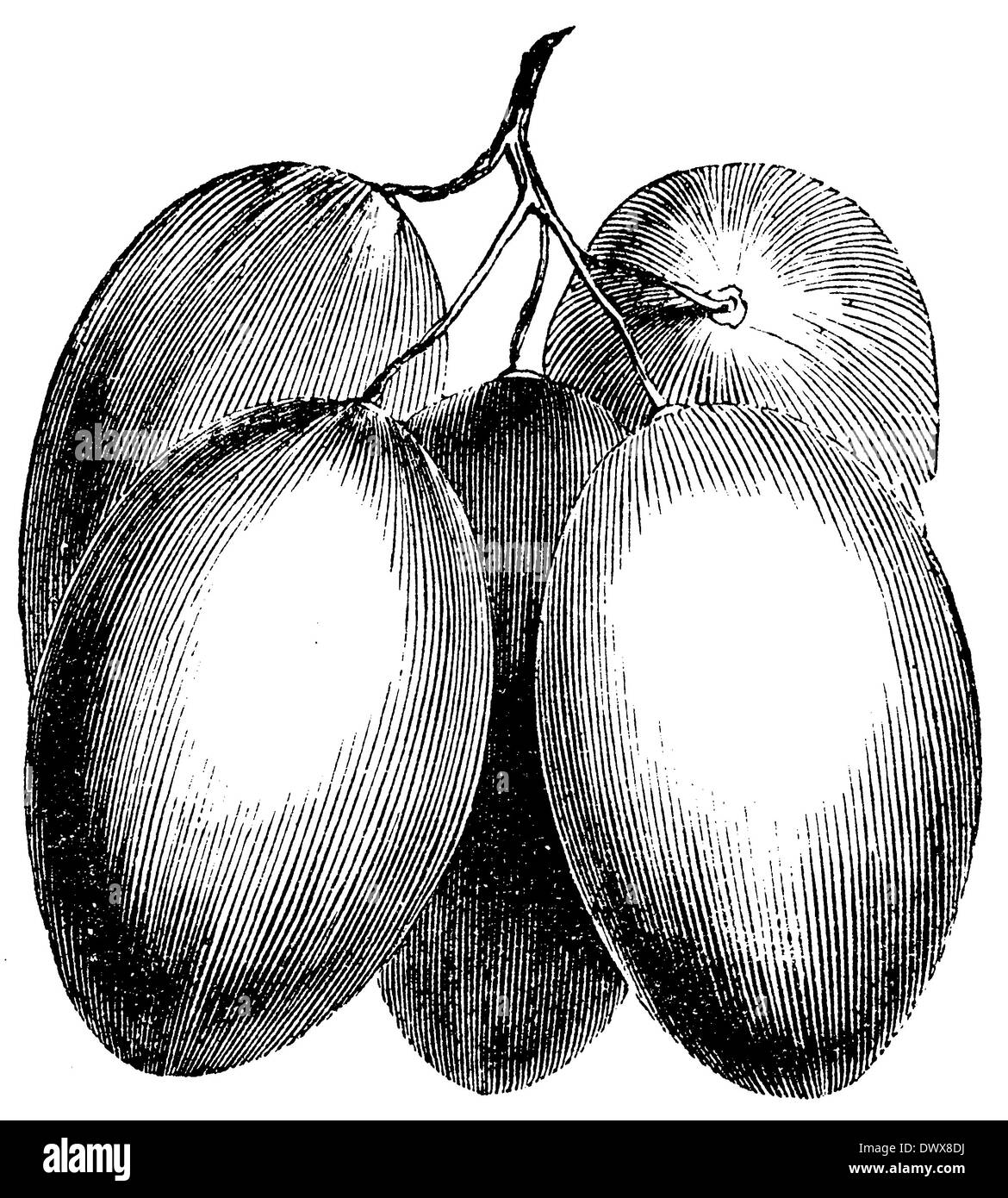 Trauben zeichnung -Fotos und -Bildmaterial in hoher Auflösung – Alamy