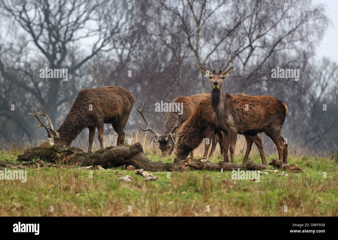 Rotwild Herde Stockfotos und -bilder Kaufen - Alamy