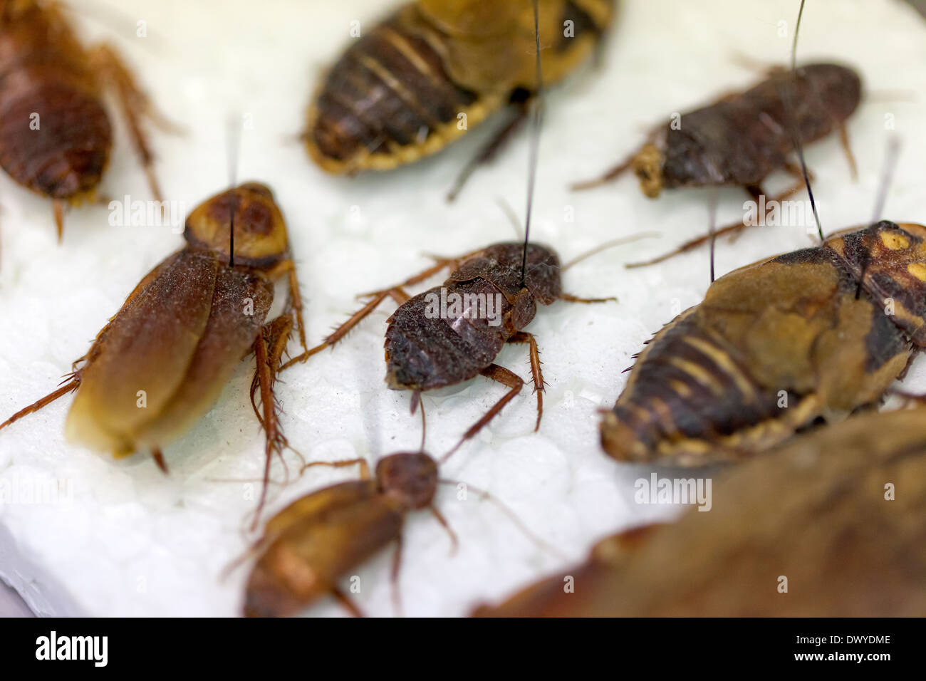 Deutsche schaben -Fotos und -Bildmaterial in hoher Auflösung – Alamy