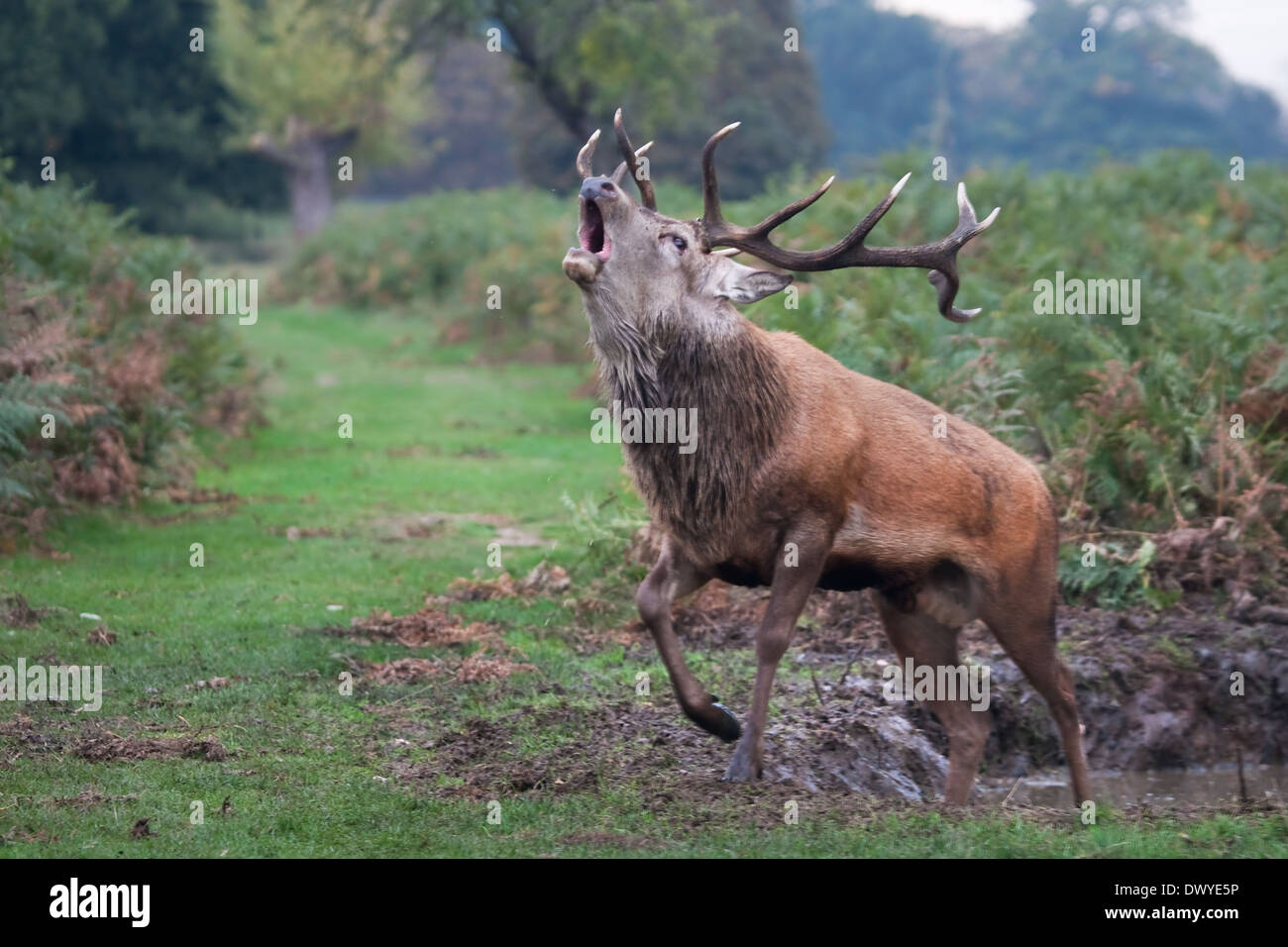 Rituelle auseinandersetzung mit geweih -Fotos und -Bildmaterial in ...