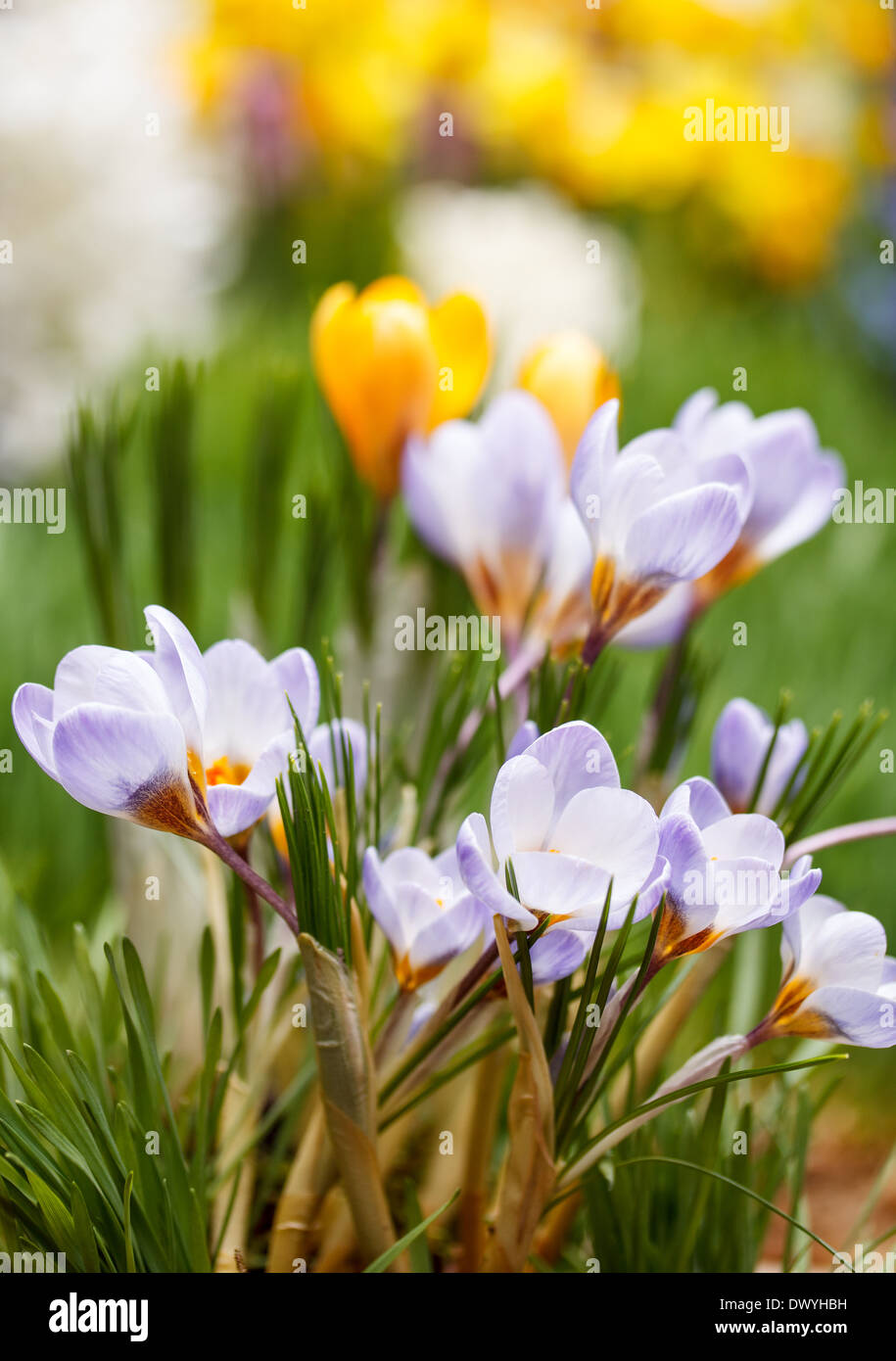 Blühende krokusblüte -Fotos und -Bildmaterial in hoher Auflösung – Alamy