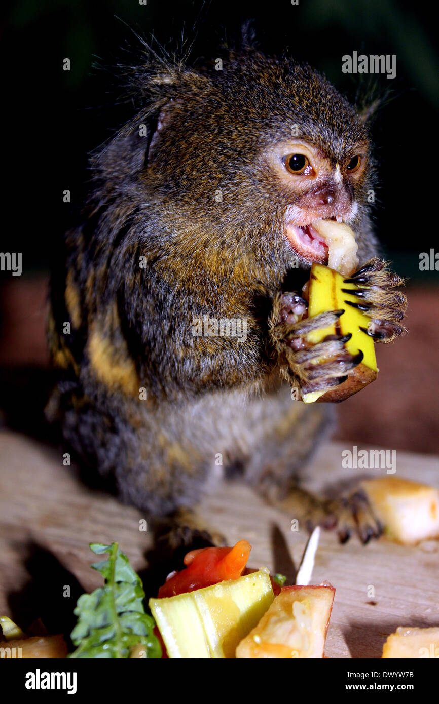 Affe mit banane -Fotos und -Bildmaterial in hoher Auflösung – Alamy