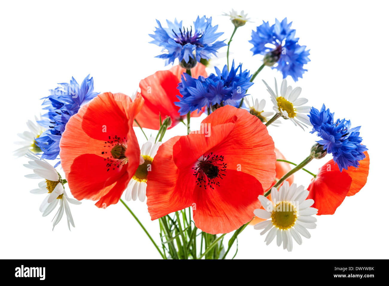 Mohnblume Kornblume Margerite