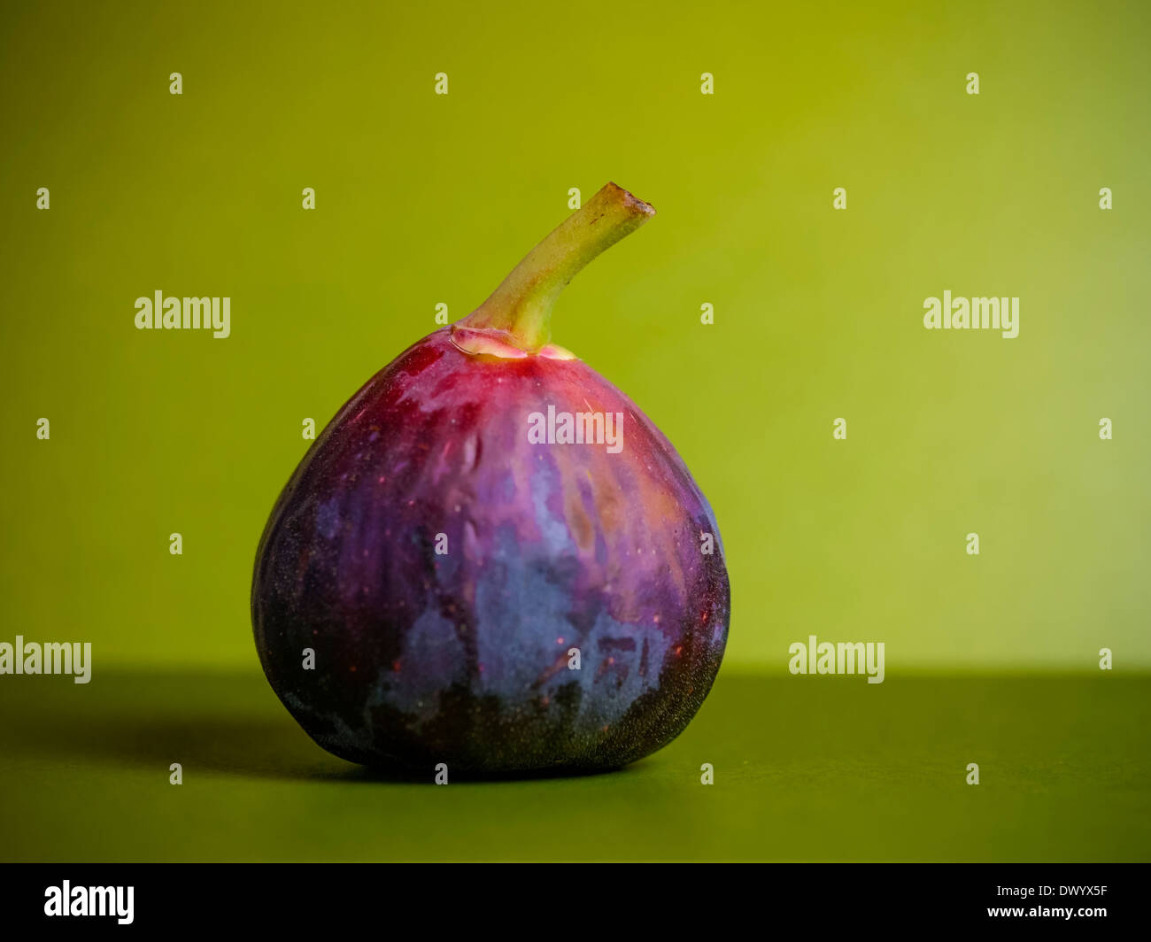 Eine Reife Feigen lila Frucht der gemeinsamen Fig Anlage (Ficus Carica ...