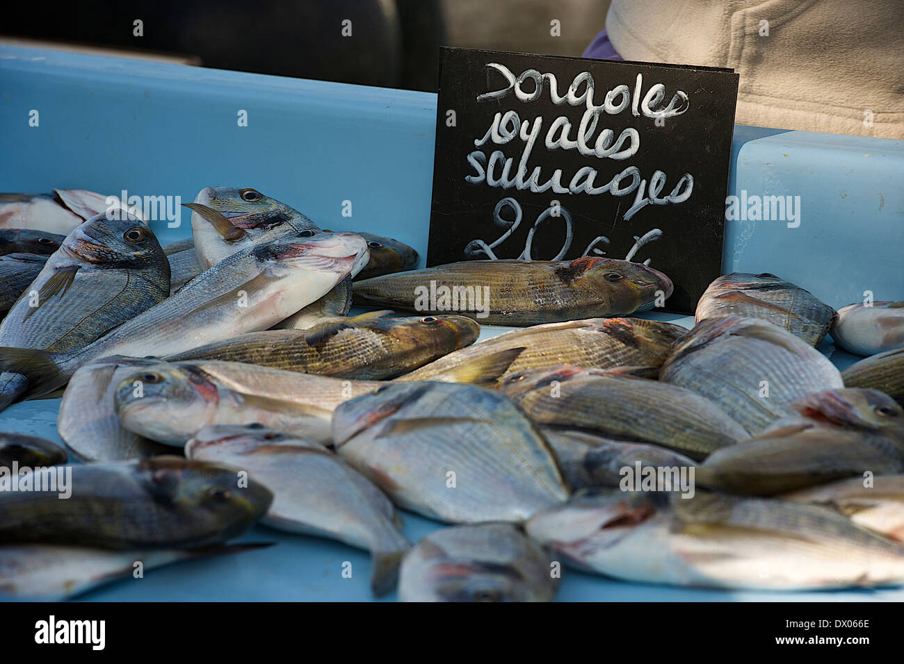 Frischer schnapper Stockfotos und -bilder Kaufen - Alamy