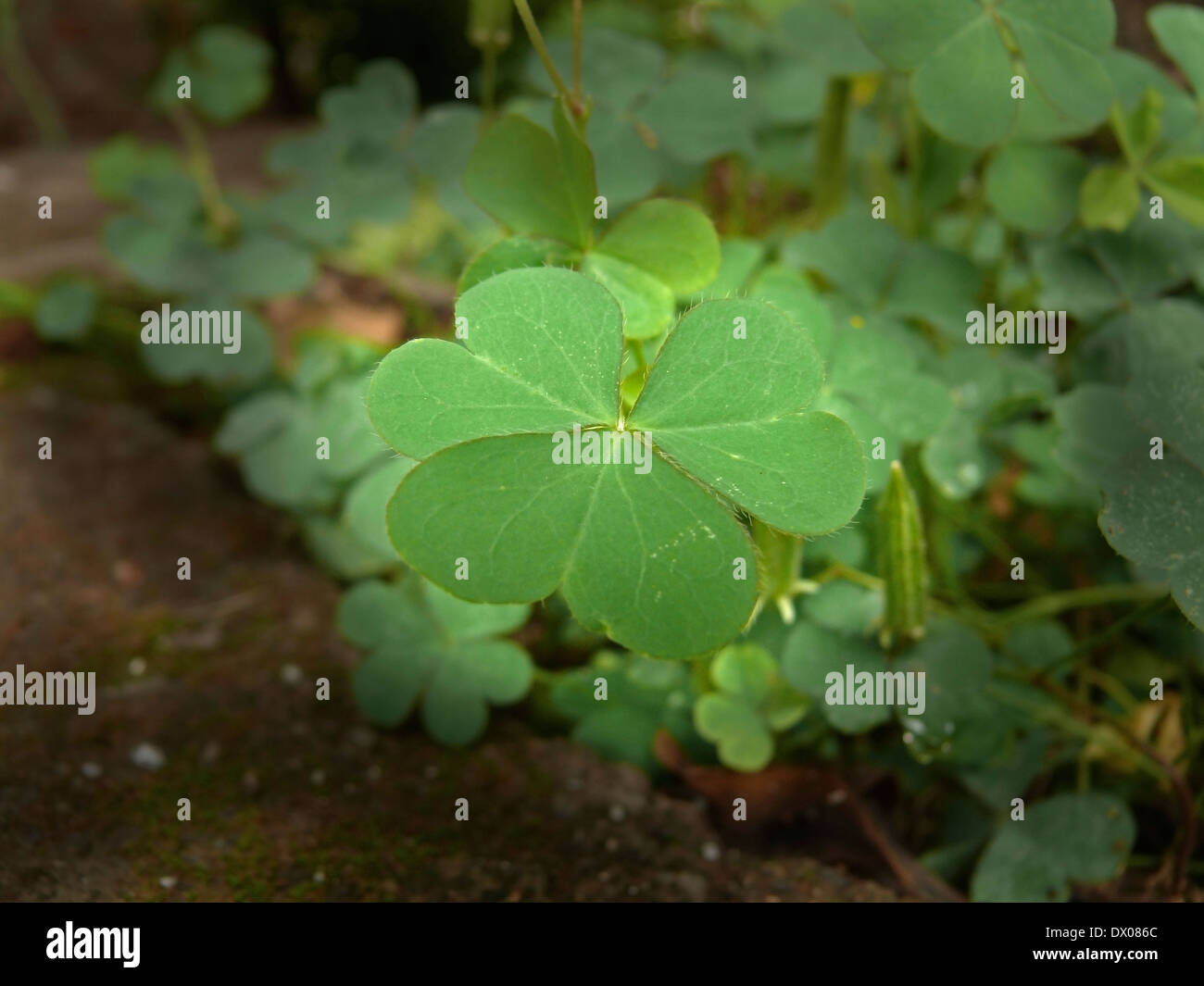 Dreiblättriges kleeblatt -Fotos und -Bildmaterial in hoher Auflösung ...