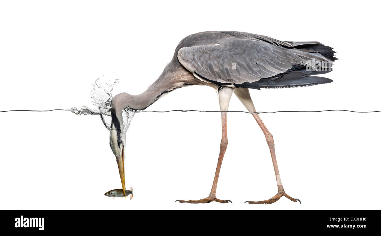 Graureiher grau reiher fischreiher fisch reiher ardea -Fotos und ...