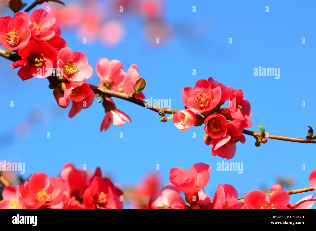 Wildapfel baum blühen -Fotos und -Bildmaterial in hoher Auflösung – Alamy