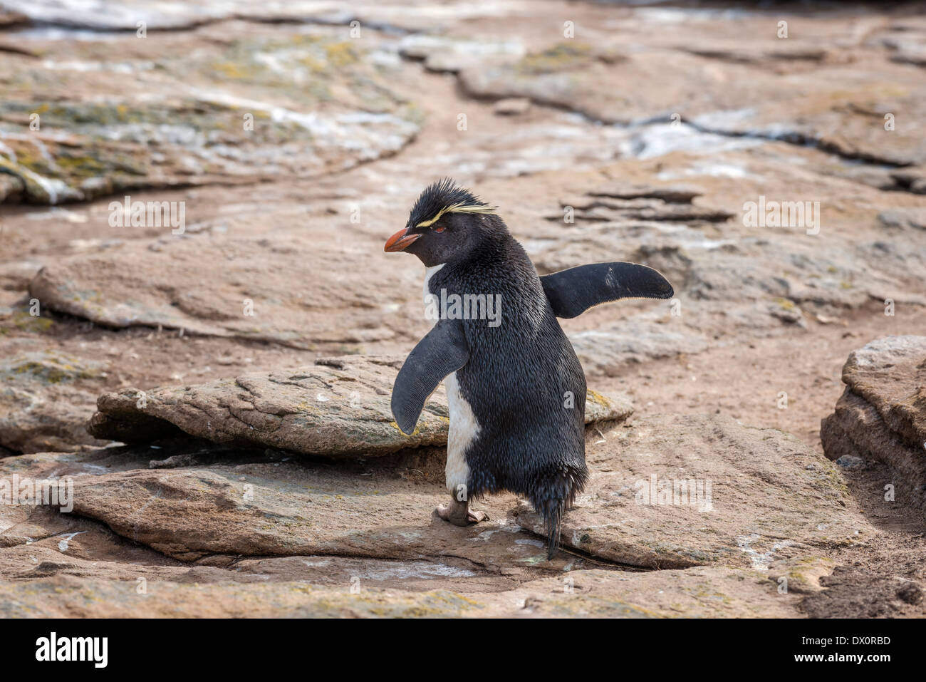 Tanzender pinguin -Fotos und -Bildmaterial in hoher Auflösung – Alamy