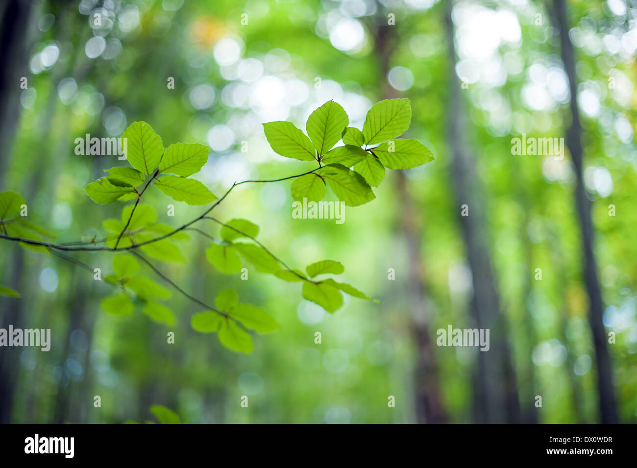 Neues blatt im wald -Fotos und -Bildmaterial in hoher Auflösung – Alamy