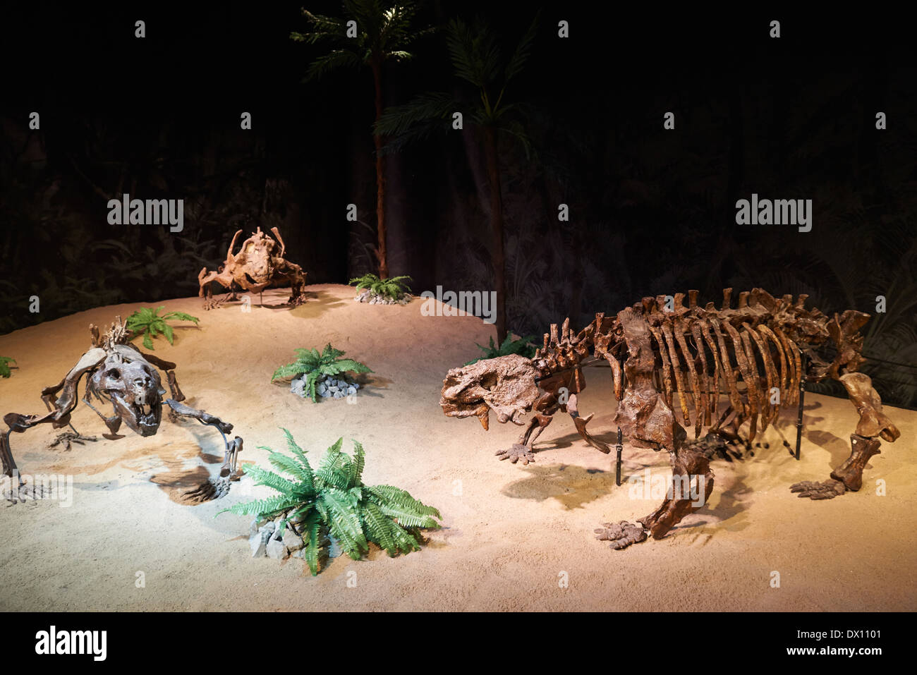 Die museen dinosaurier -Fotos und -Bildmaterial in hoher Auflösung – Alamy