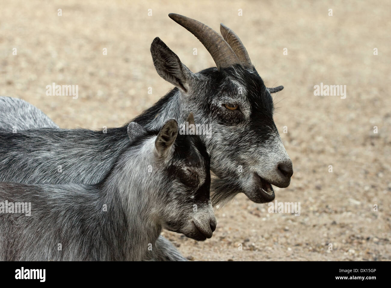 Mama und baby ziege Stockfotos und -bilder Kaufen - Alamy