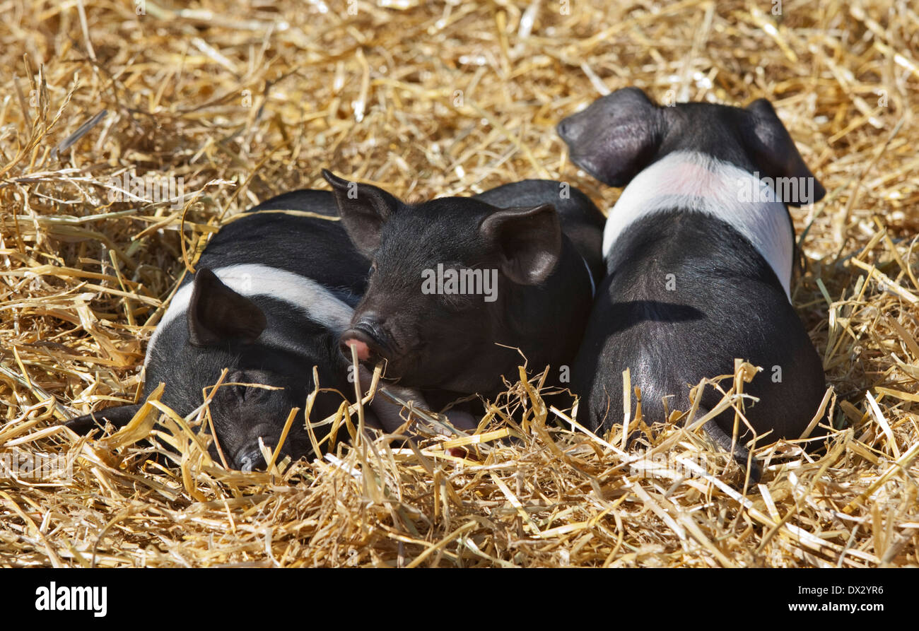 Ferkel ferkel -Fotos und -Bildmaterial in hoher Auflösung – Alamy