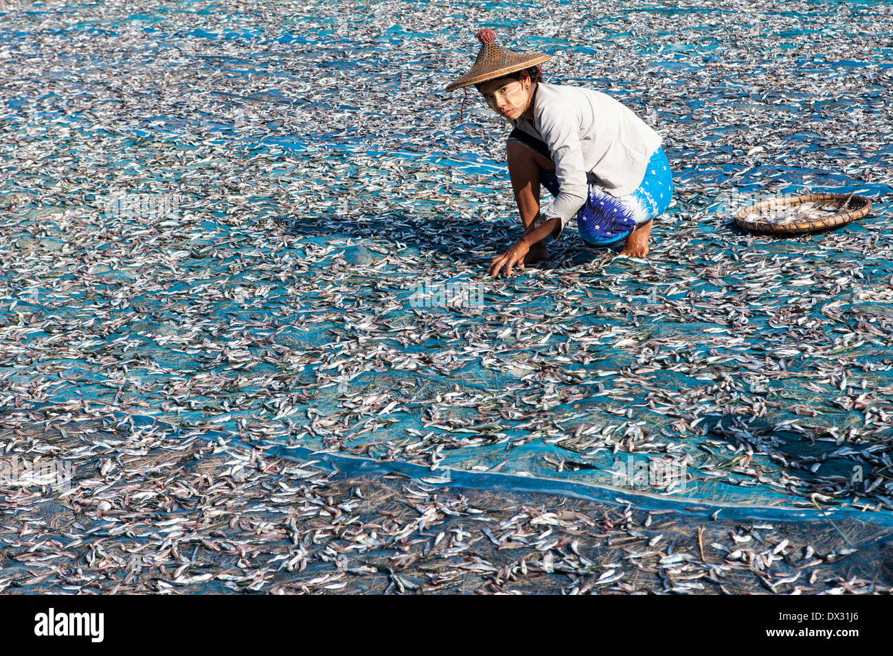 Fische sortieren -Fotos und -Bildmaterial in hoher Auflösung – Alamy