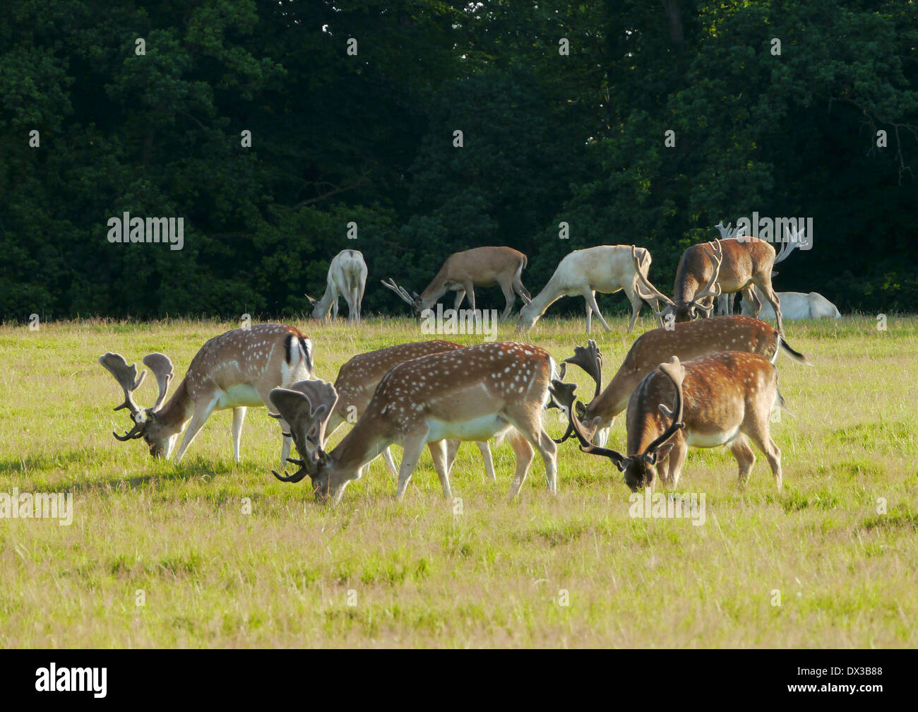 Fallow deer dama dama -Fotos und -Bildmaterial in hoher Auflösung – Alamy
