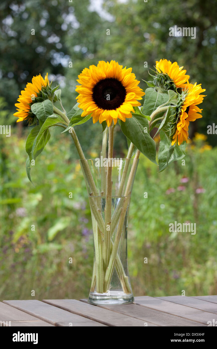 Fnfzehn Sonnenblumen In Einer Vase