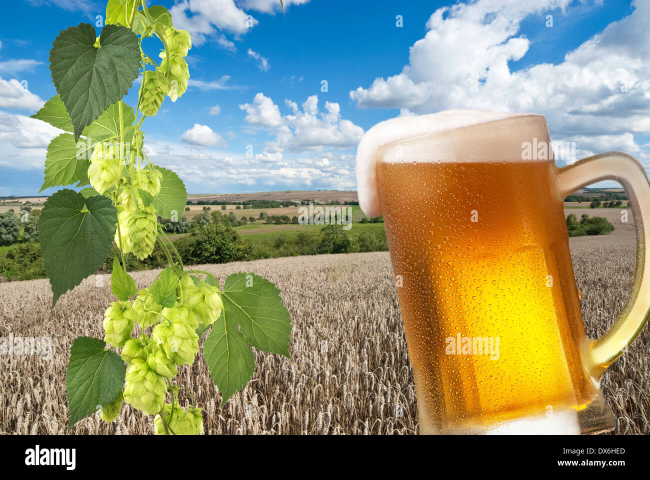 Altes hopfenland -Fotos und -Bildmaterial in hoher Auflösung – Alamy