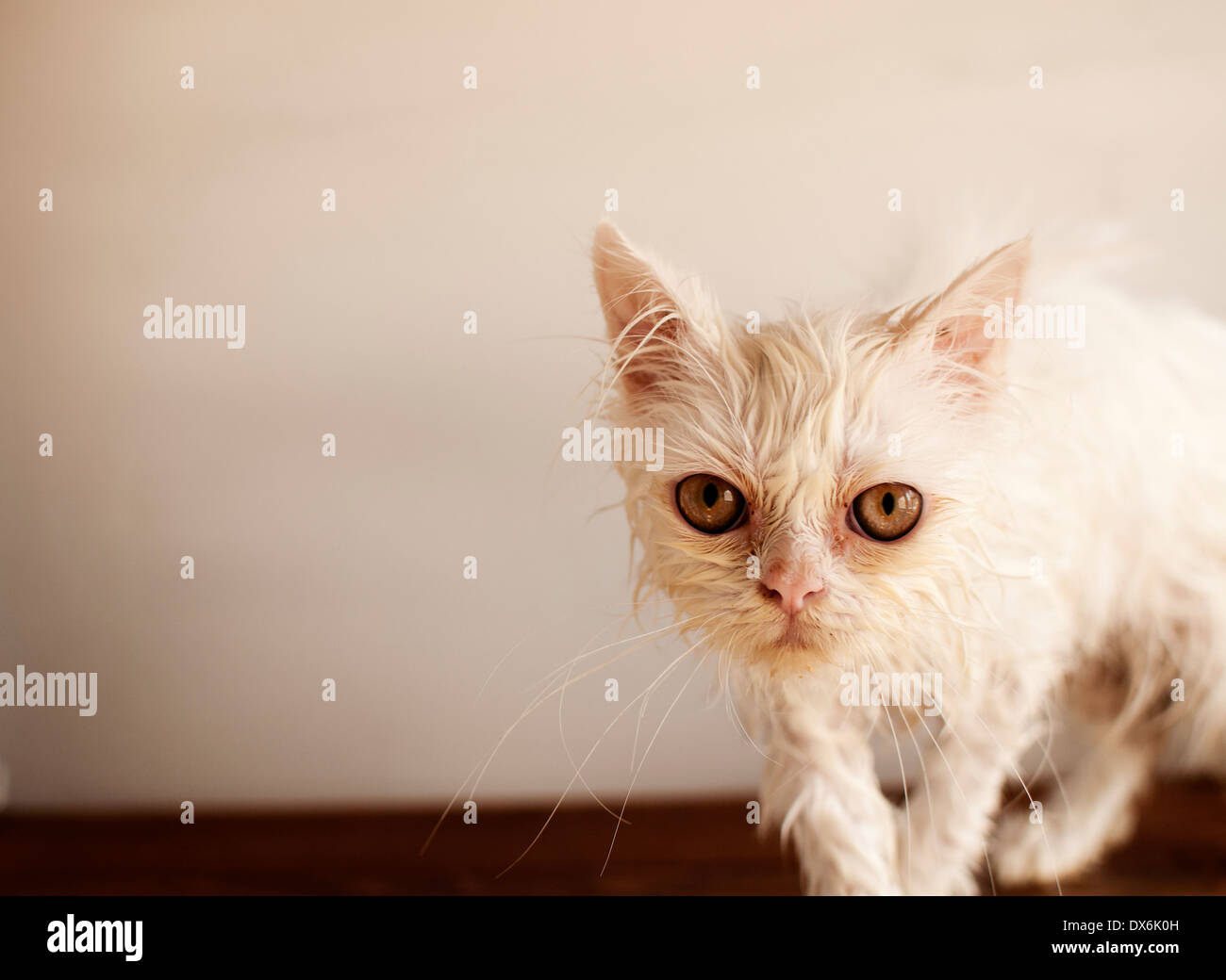 Hässliche katze -Fotos und -Bildmaterial in hoher Auflösung – Alamy