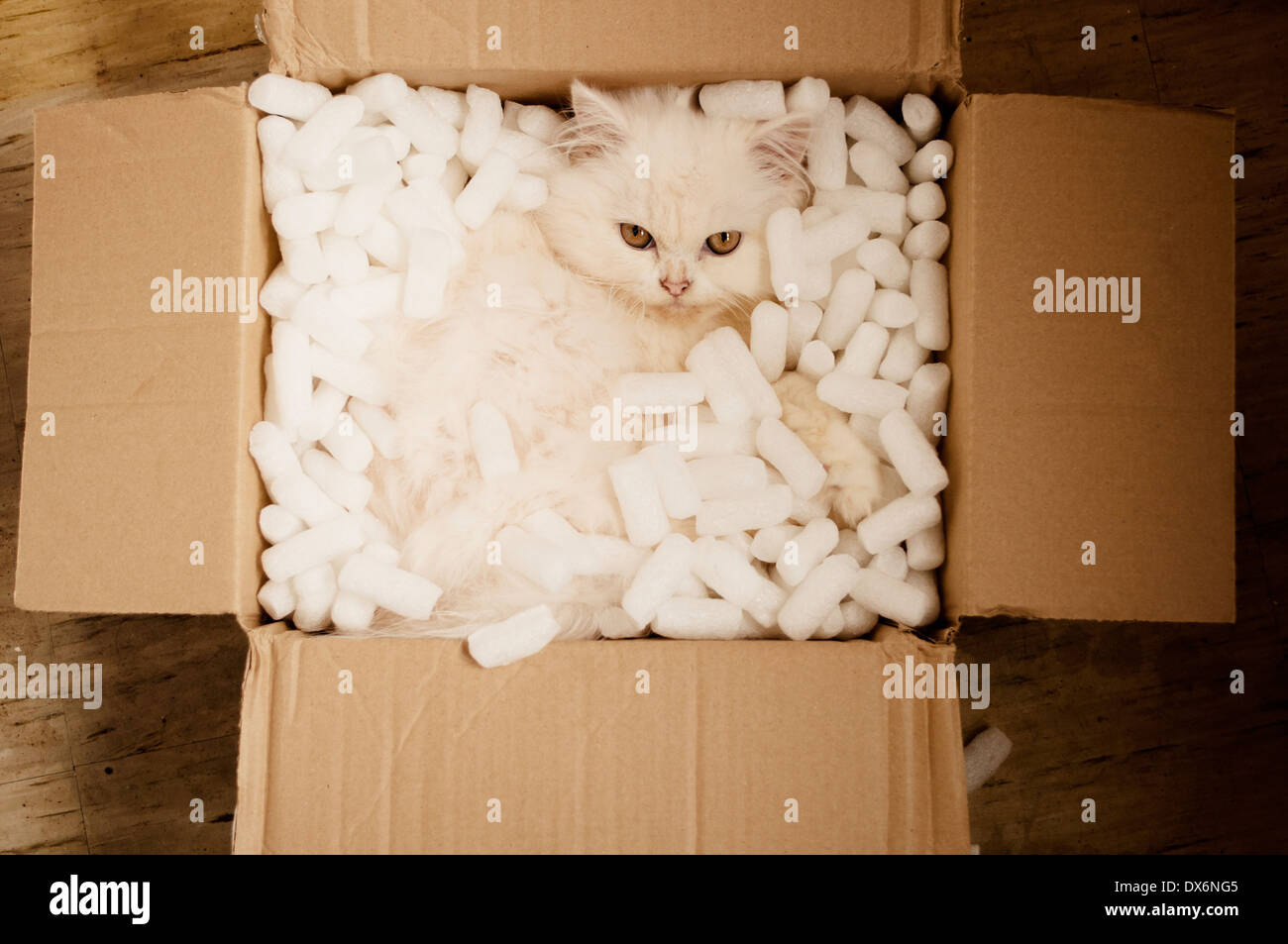 Katze im karton -Fotos und -Bildmaterial in hoher Auflösung – Alamy