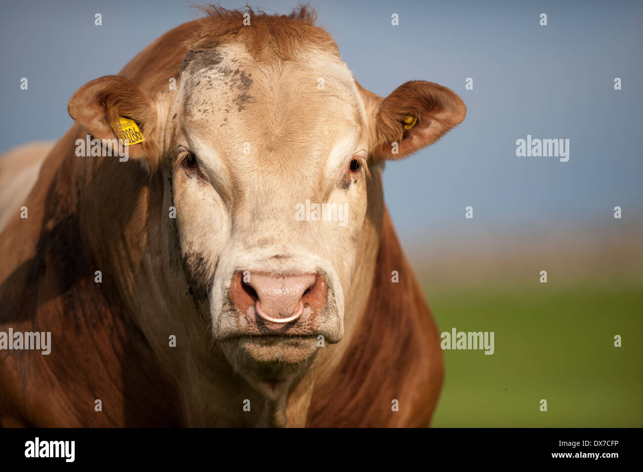 Nasenring im stier -Fotos und -Bildmaterial in hoher Auflösung – Alamy