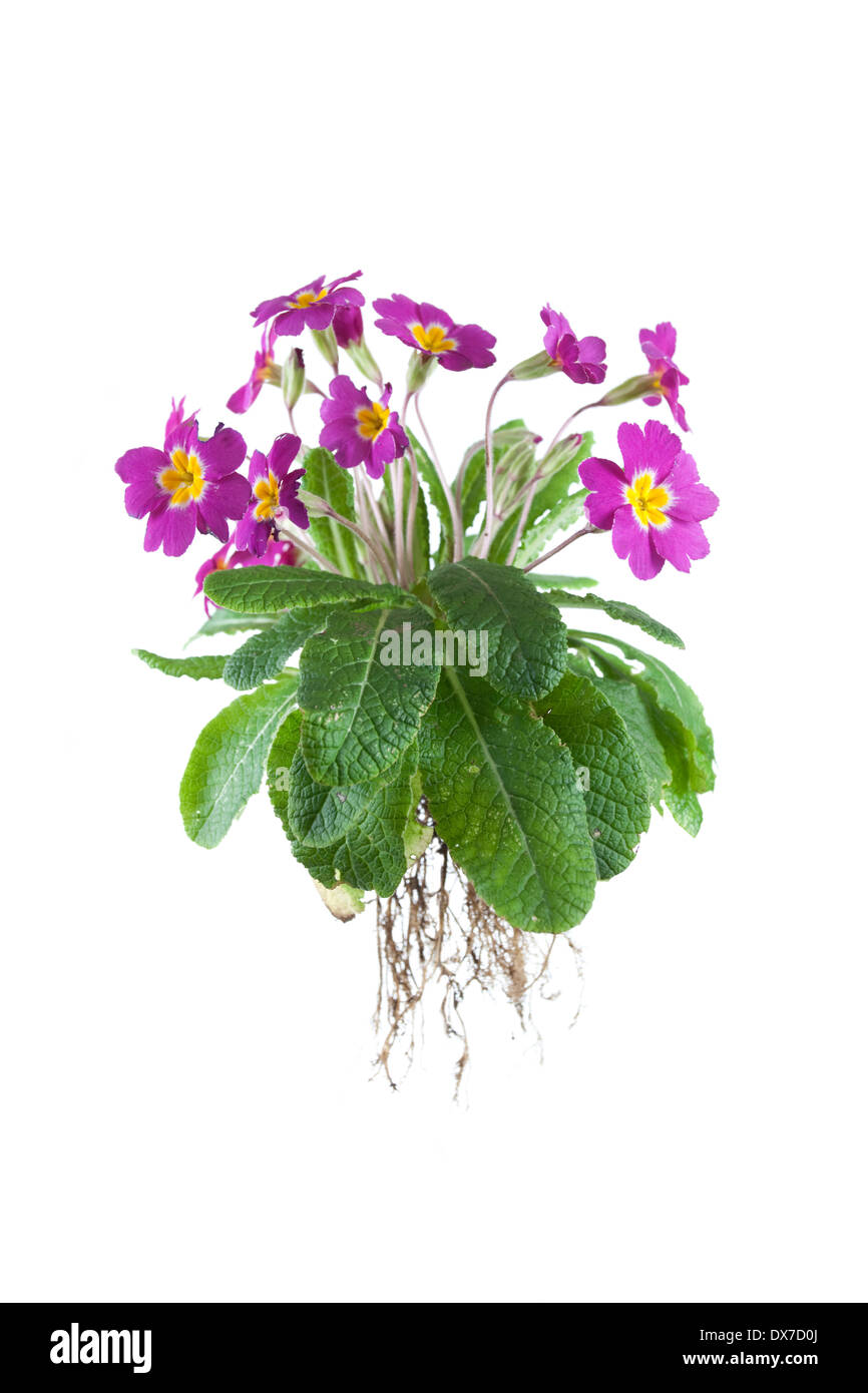 Pflanze wurzeln -Fotos und -Bildmaterial in hoher Auflösung – Alamy