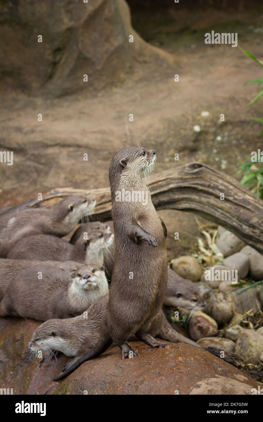 Verspielte otter -Fotos und -Bildmaterial in hoher Auflösung – Alamy