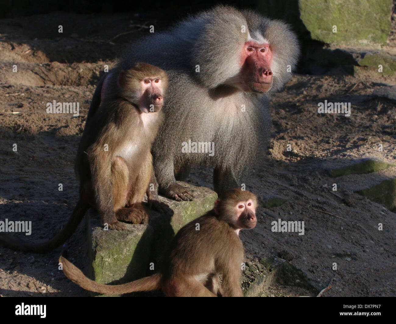 Hamadryas pavian -Fotos und -Bildmaterial in hoher Auflösung – Alamy