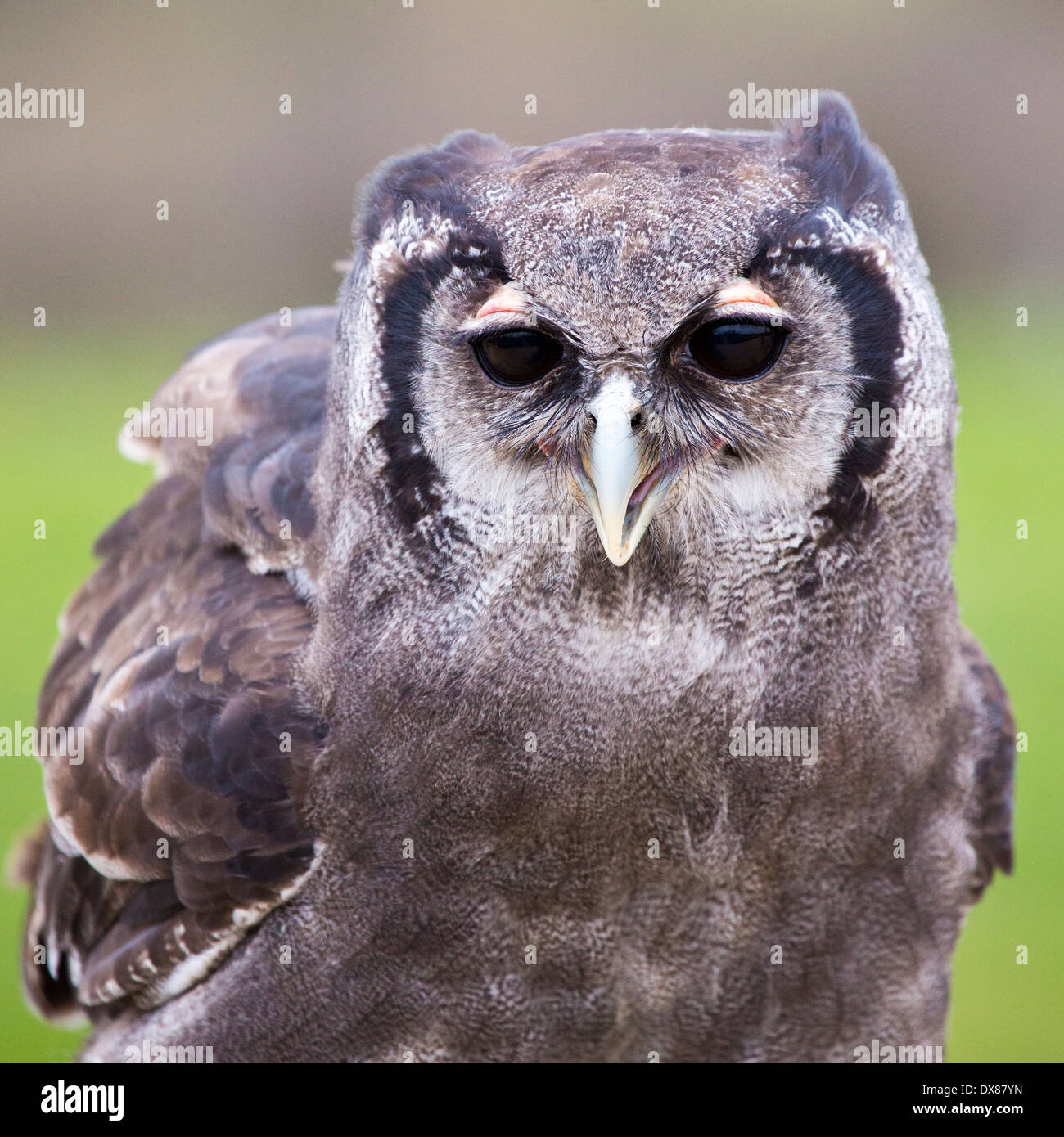 Afrikanischer uhu -Fotos und -Bildmaterial in hoher Auflösung – Alamy
