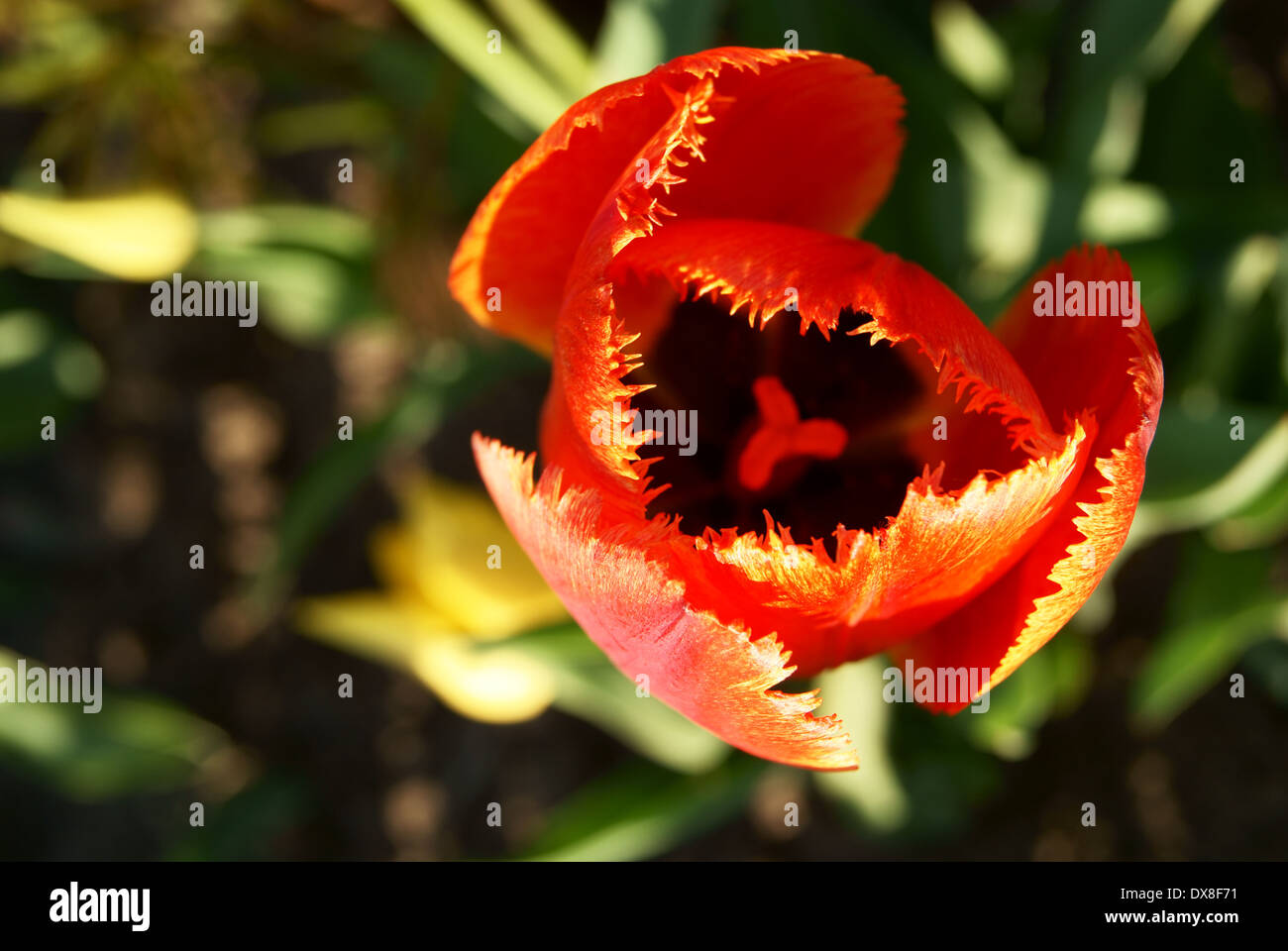 Rote tulpe mit gelben fransen -Fotos und -Bildmaterial in hoher Auflösung – Alamy