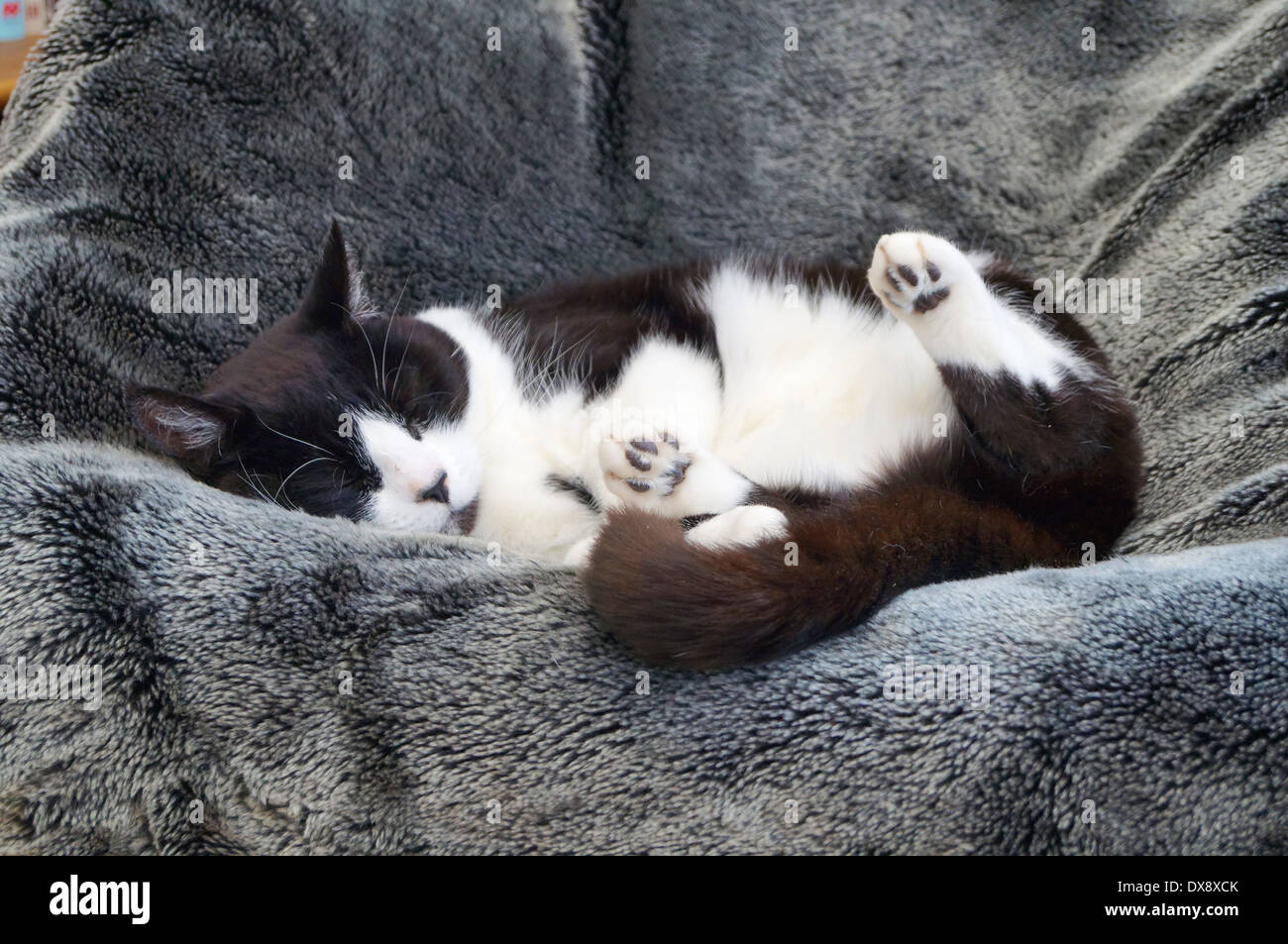 Schlafende schwarze katze -Fotos und -Bildmaterial in hoher Auflösung ...