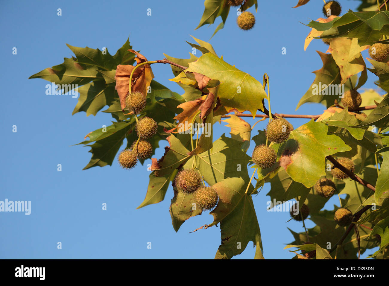 Blätter und Früchte auf einer Londoner Platane (Platanus × Acerifolia ...